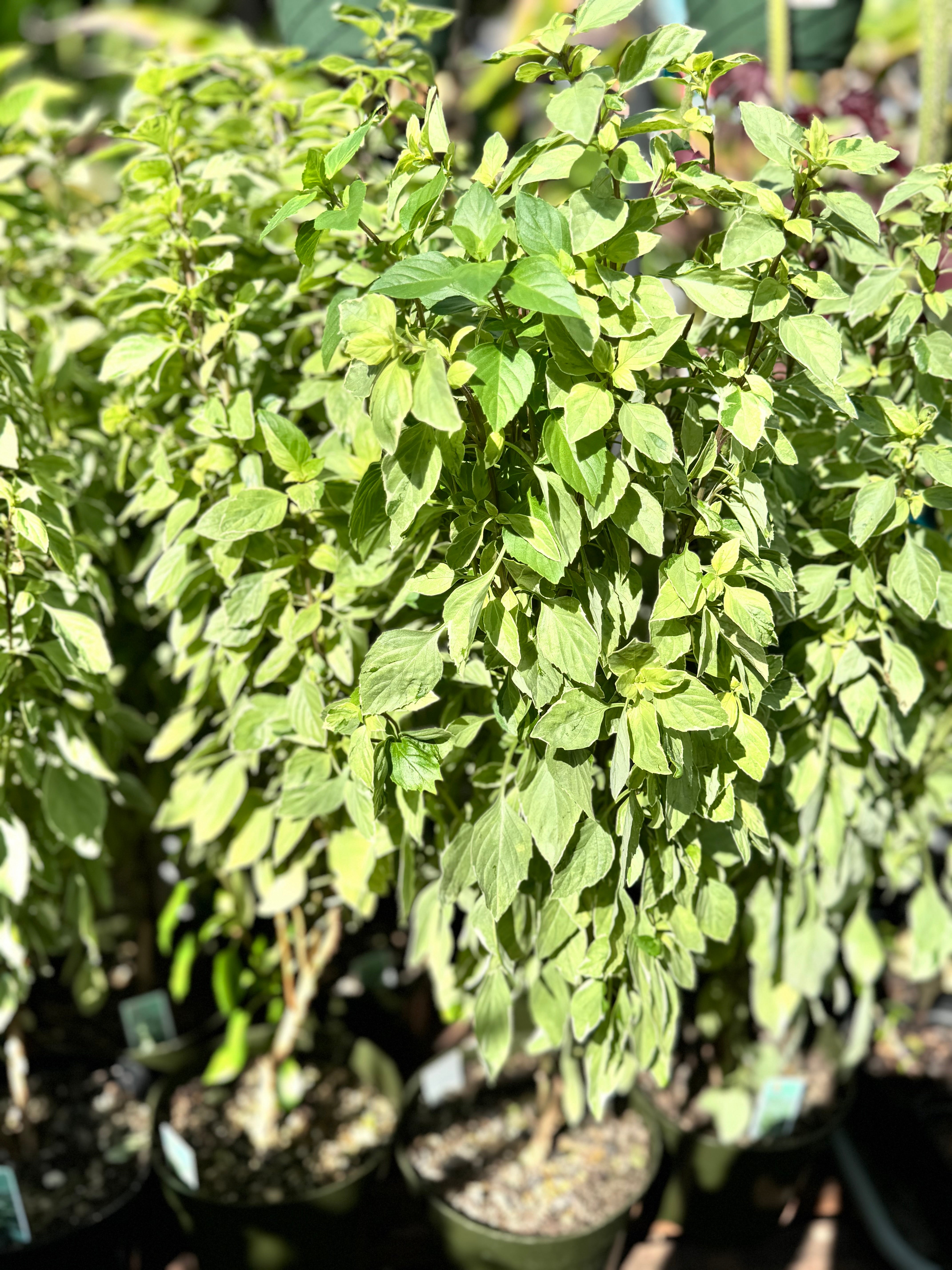 Variegated Basil | Kona Treehouse