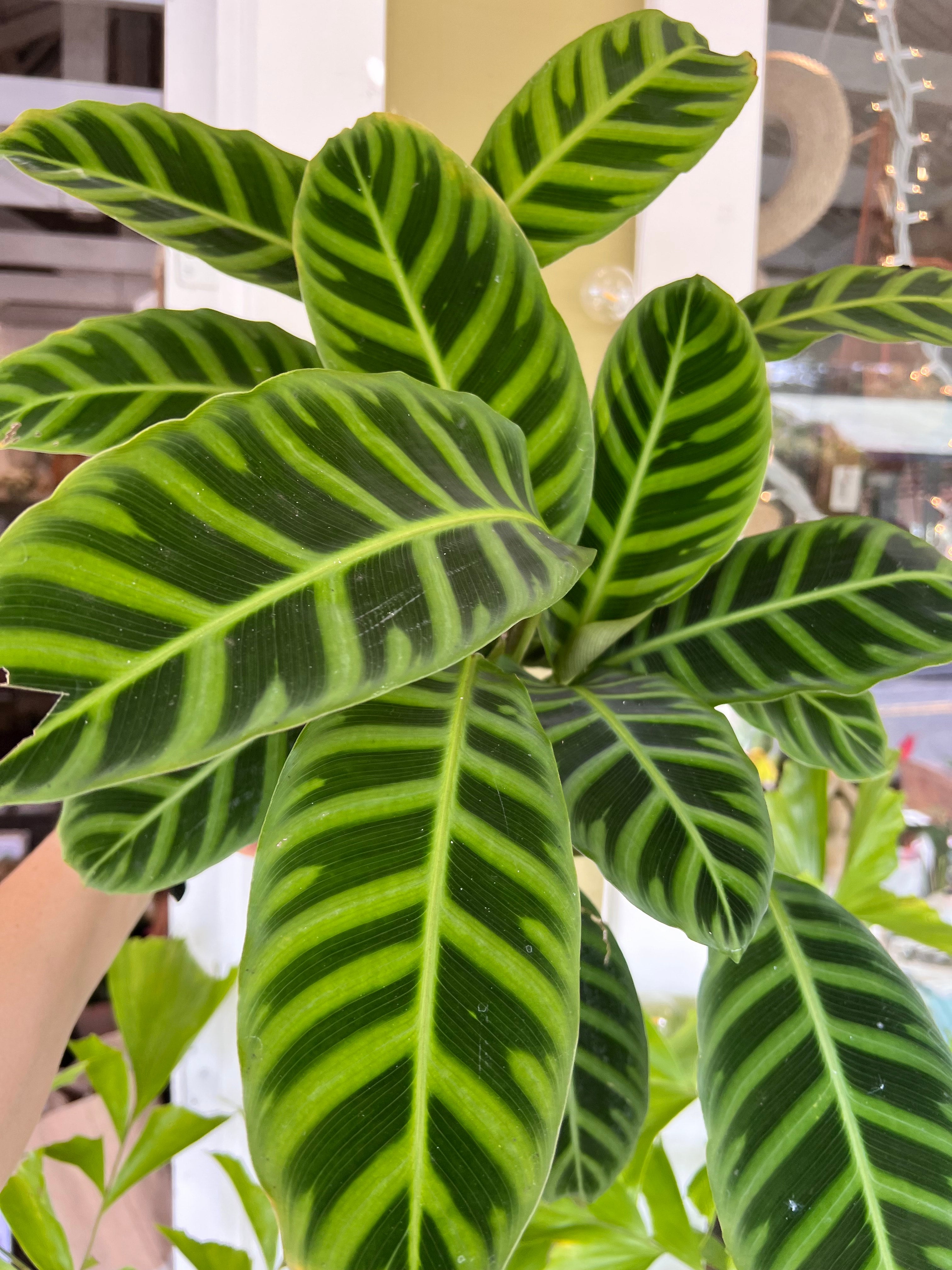 Calathea Zebrina | Kona Treehouse