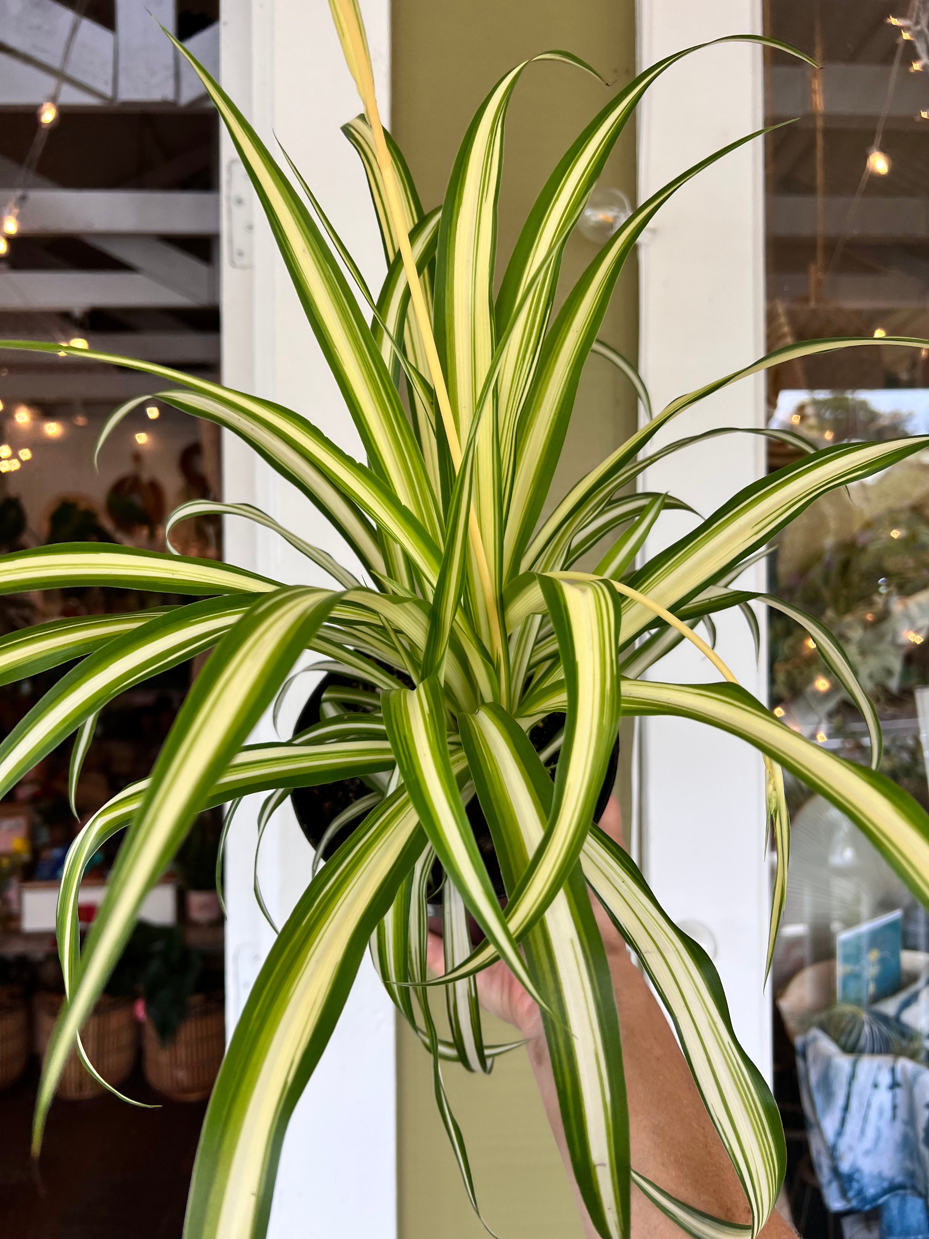 Spider Plant 6" | Kona Treehouse