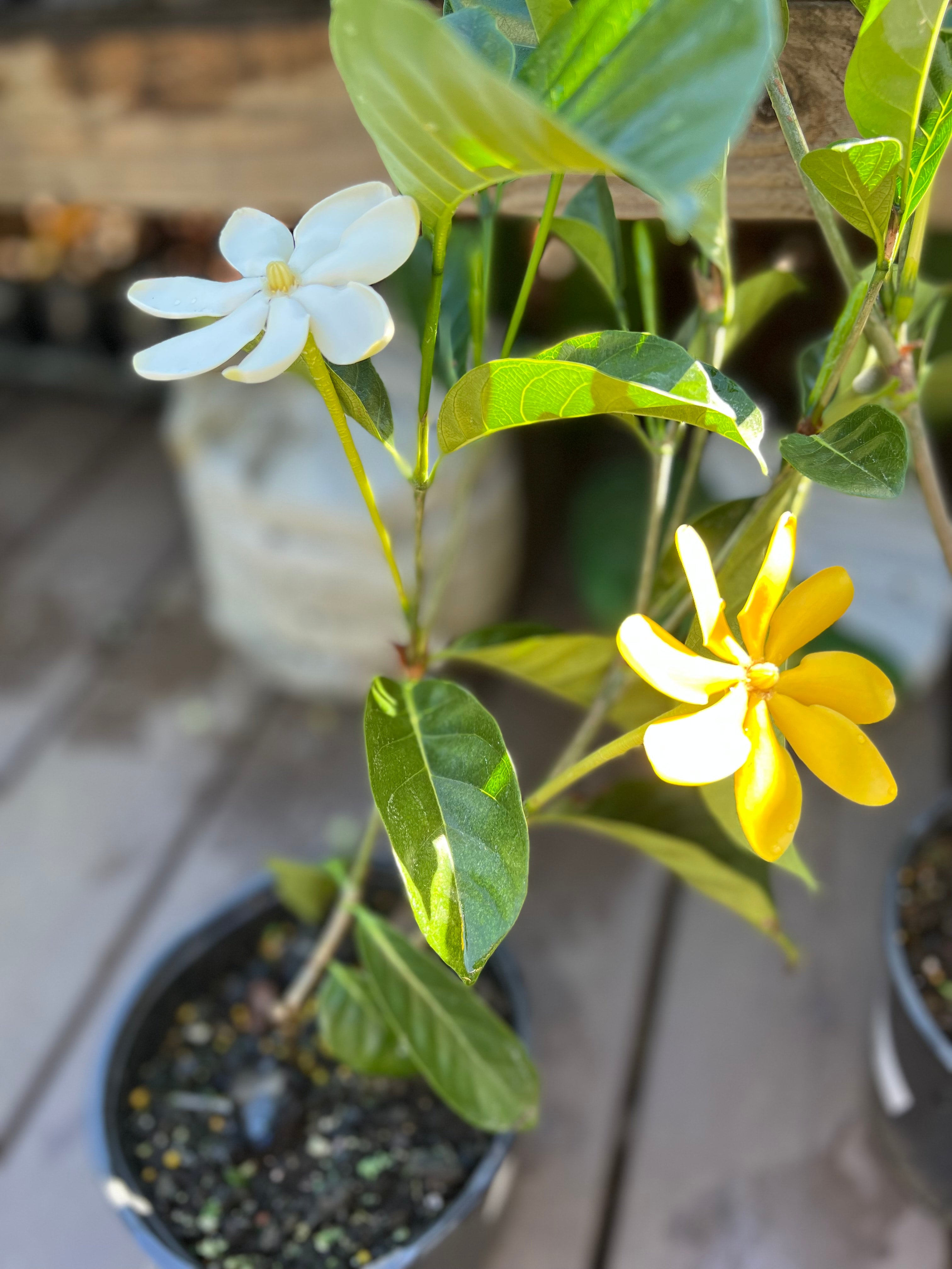 Kula Gardenia | Kona Treehouse