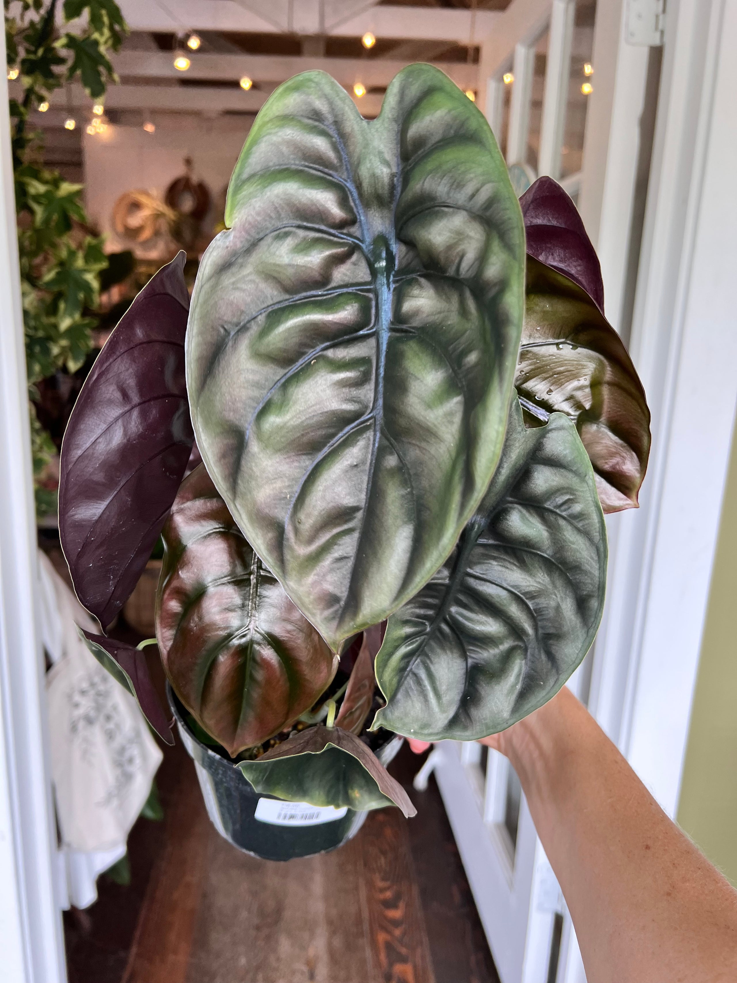 Alocasia Cuprea - 8"