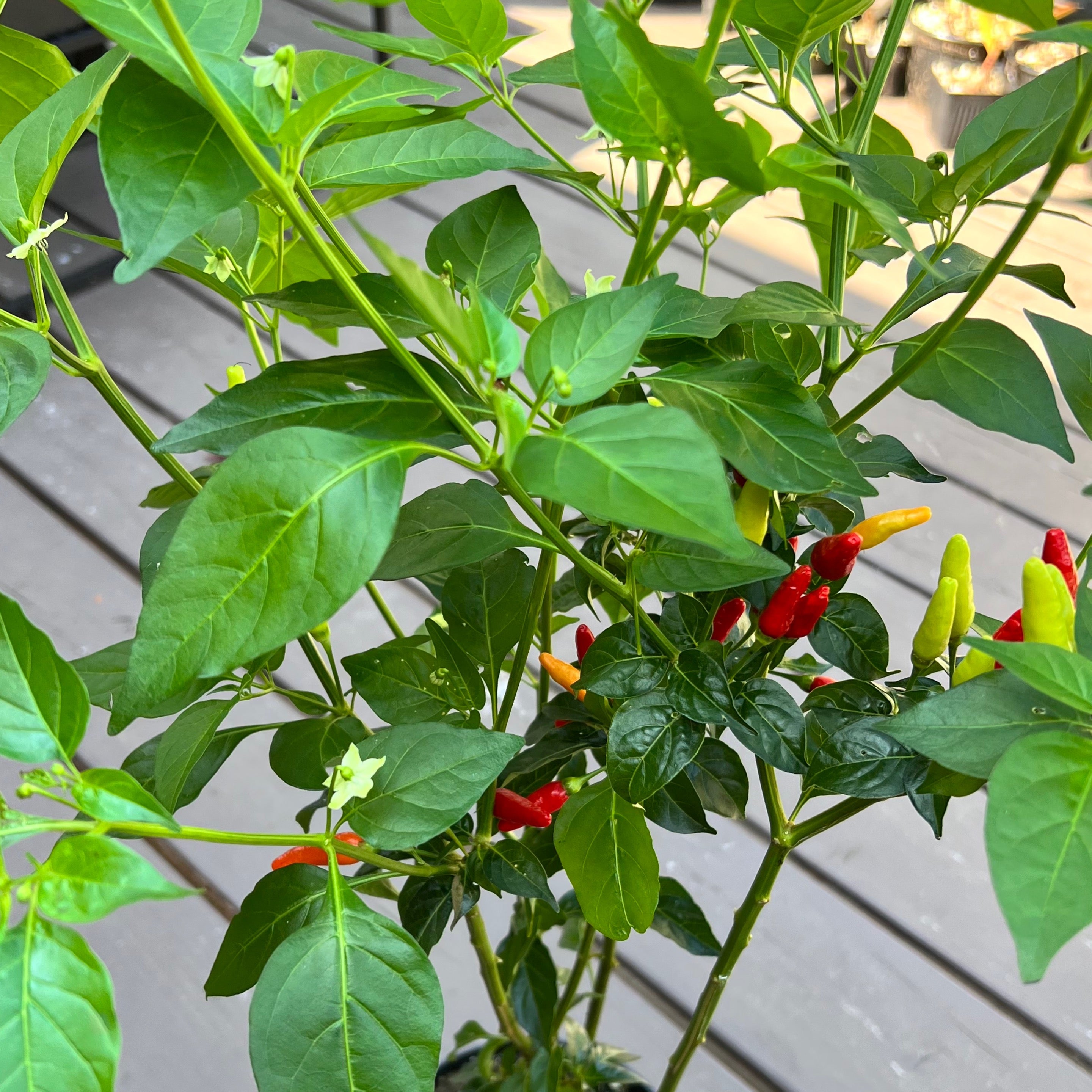 Hawaiian Chili Pepper | Kona Treehouse