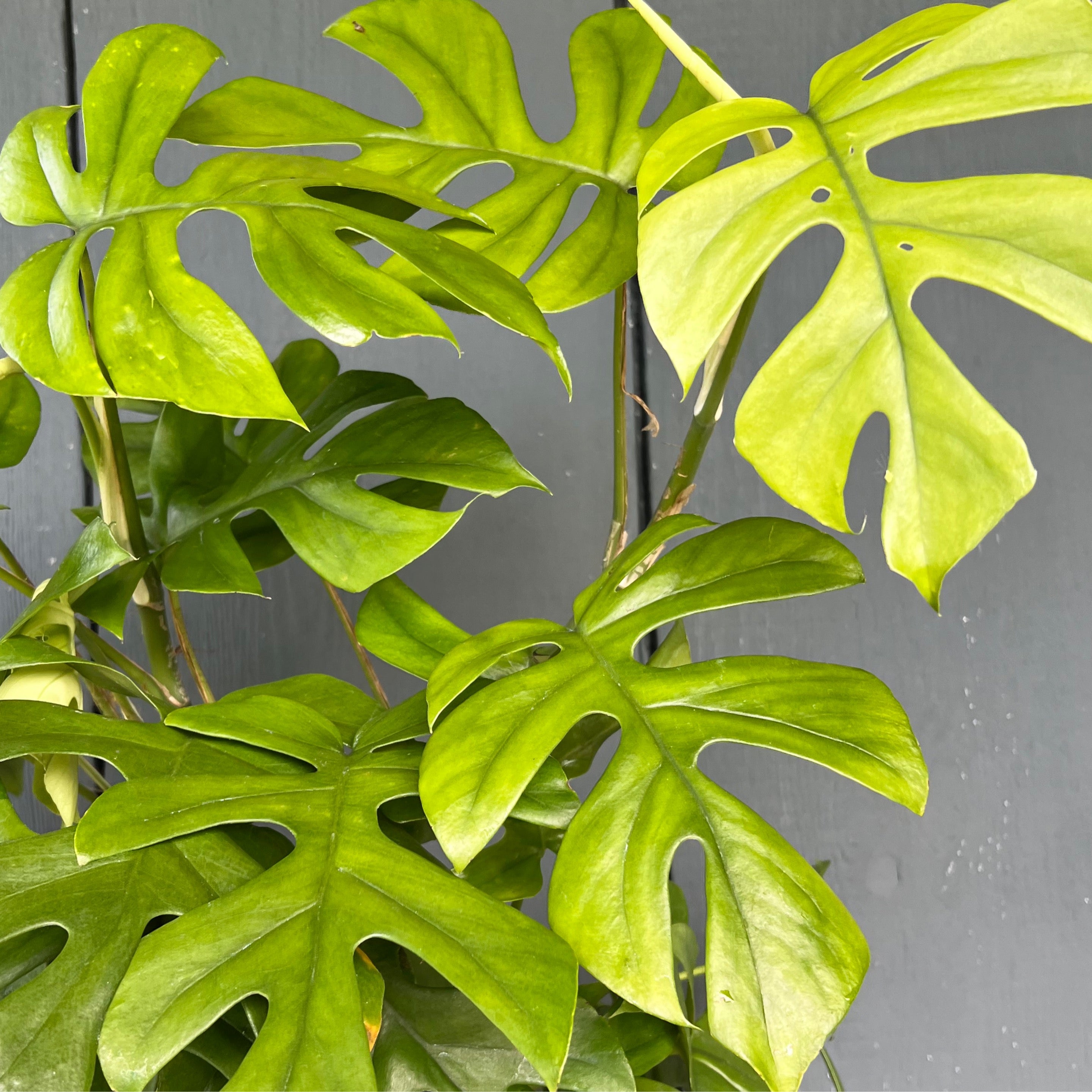 Philodendron Ginny | Kona Treehouse