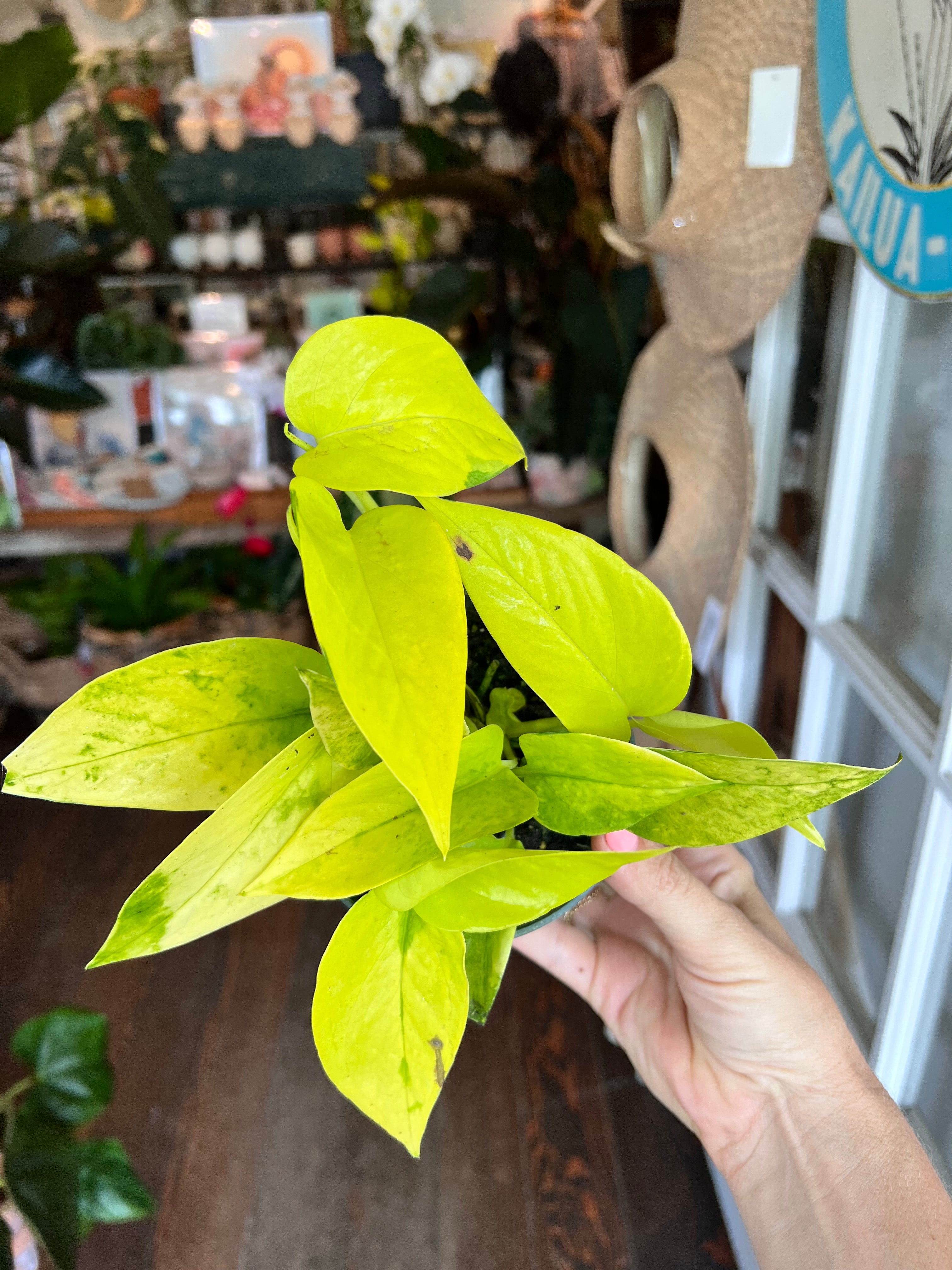Neon Pothos 4" - Bright indirect light | Kona Treehouse