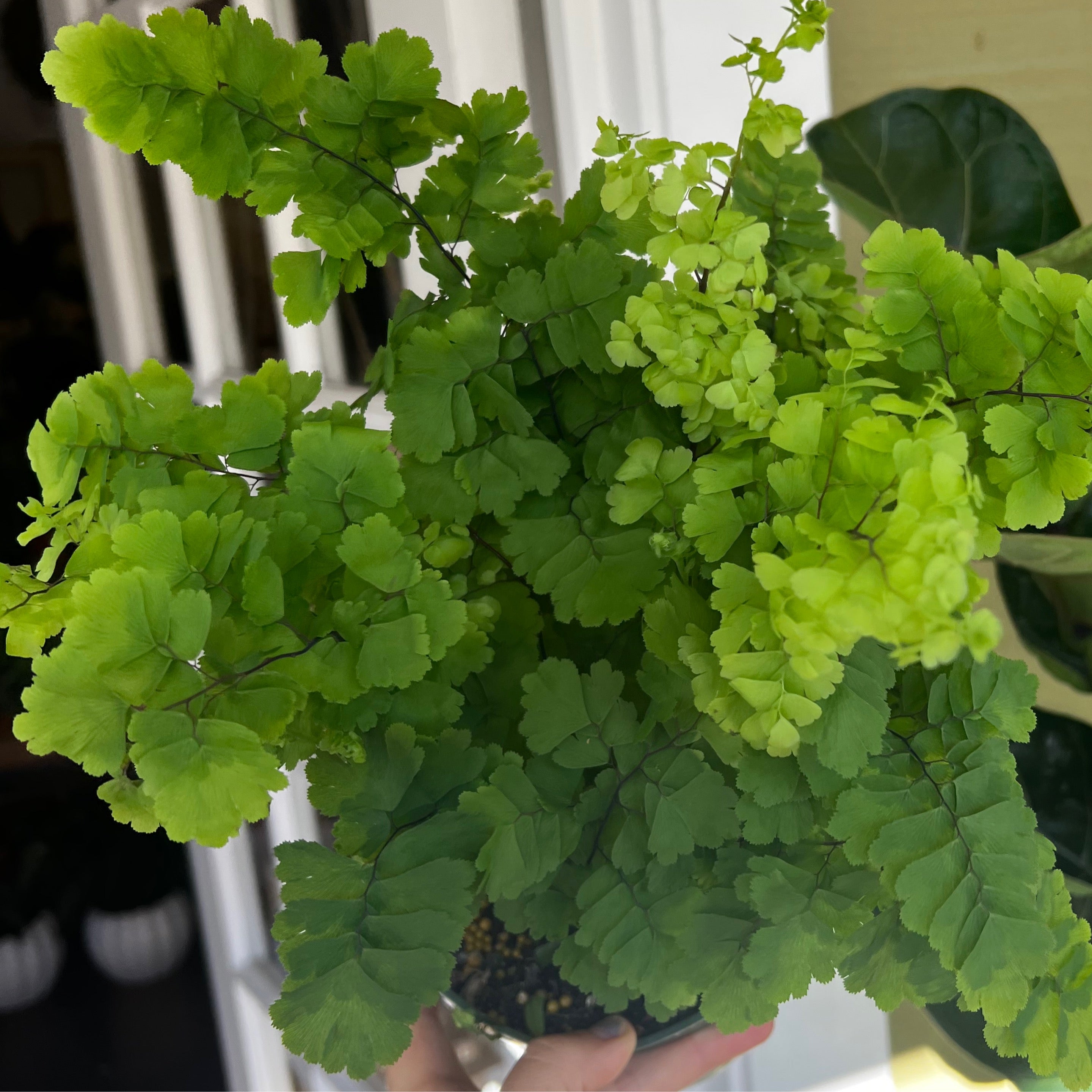 Maidenhair Fern 6" - PACIFIC MAID | Kona Treehouse
