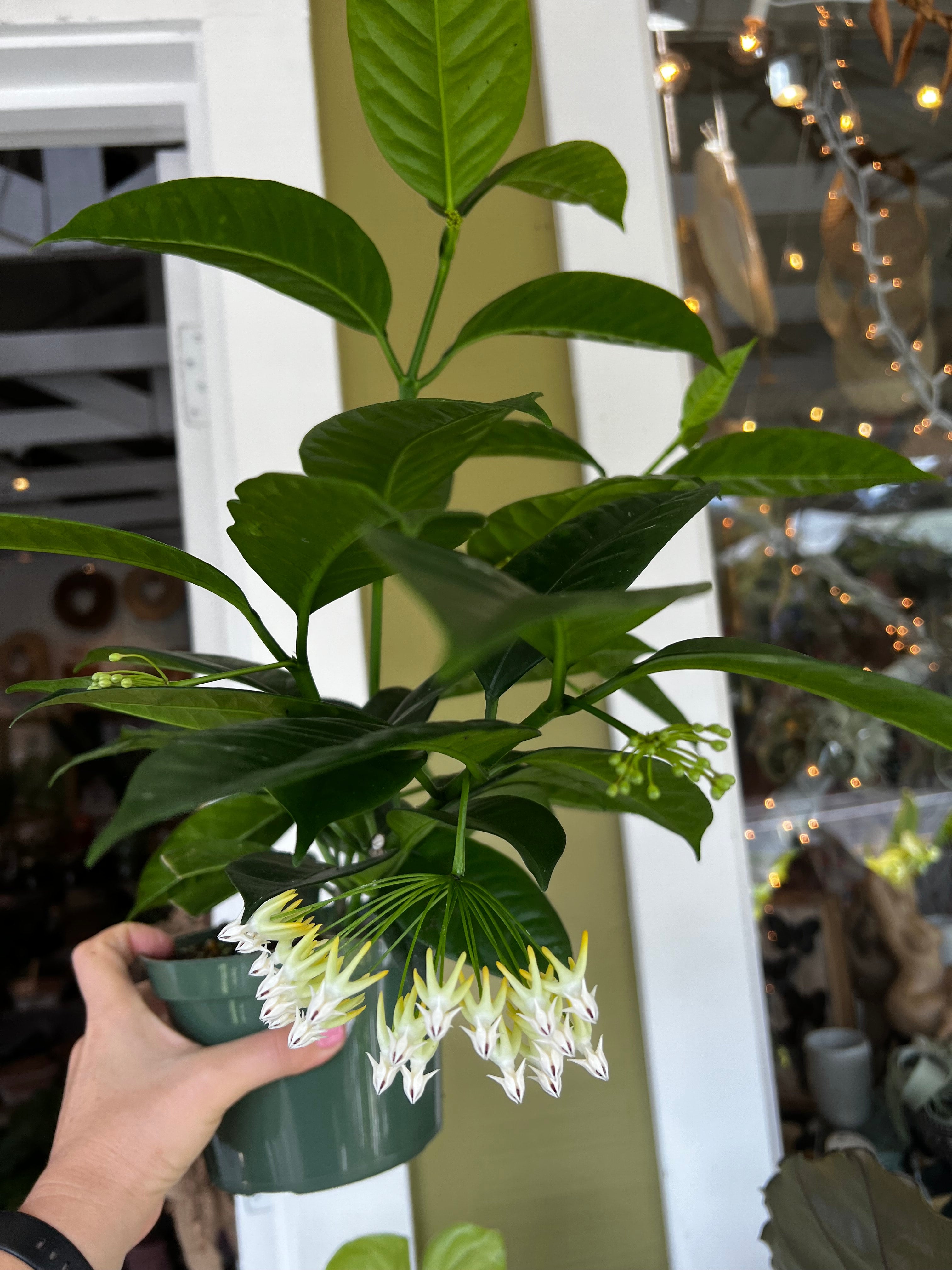 Hoya Shooting Star | Kona Treehouse