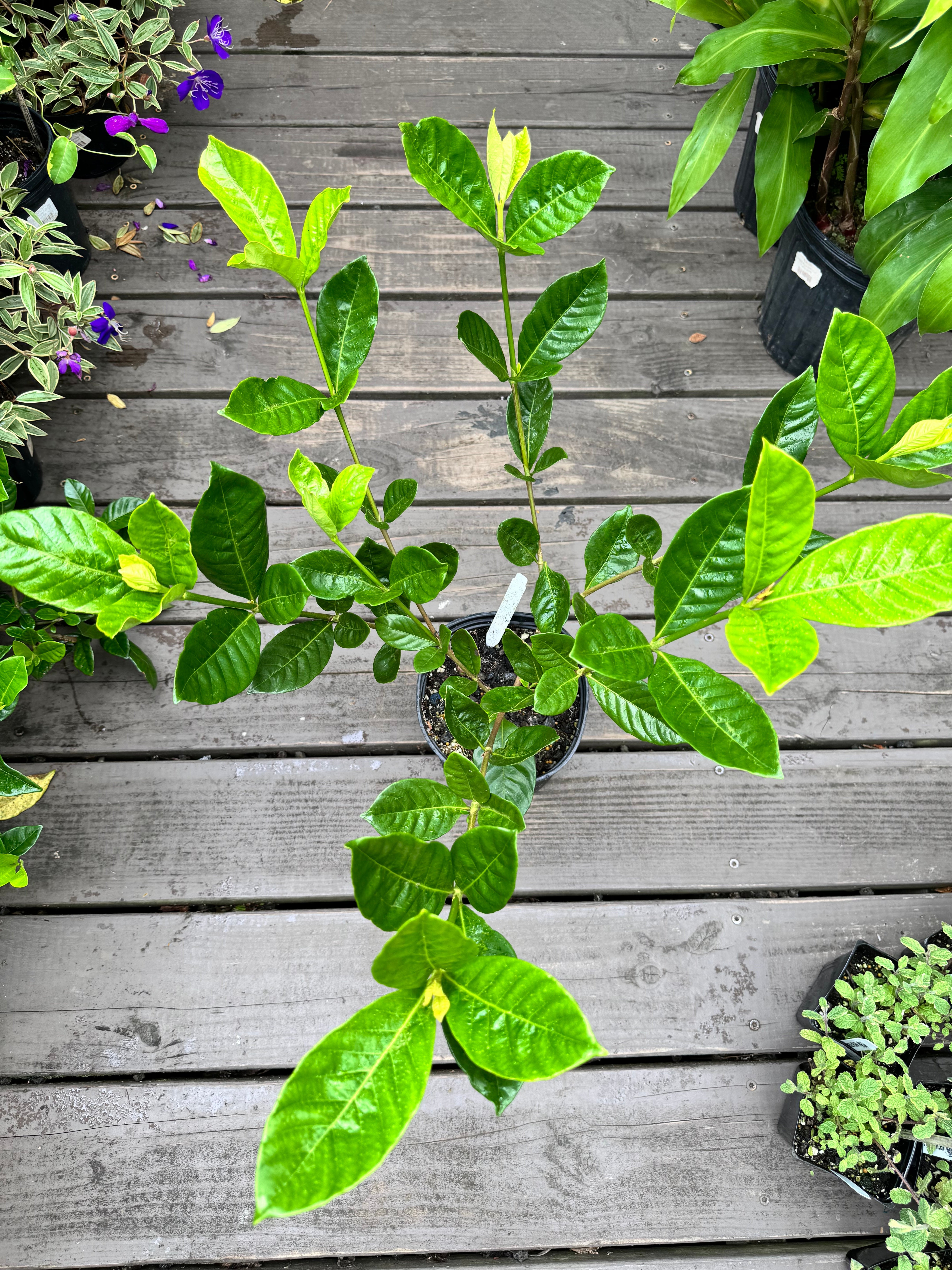 Gardenia - Aimee Yoshioka | Kona Treehouse