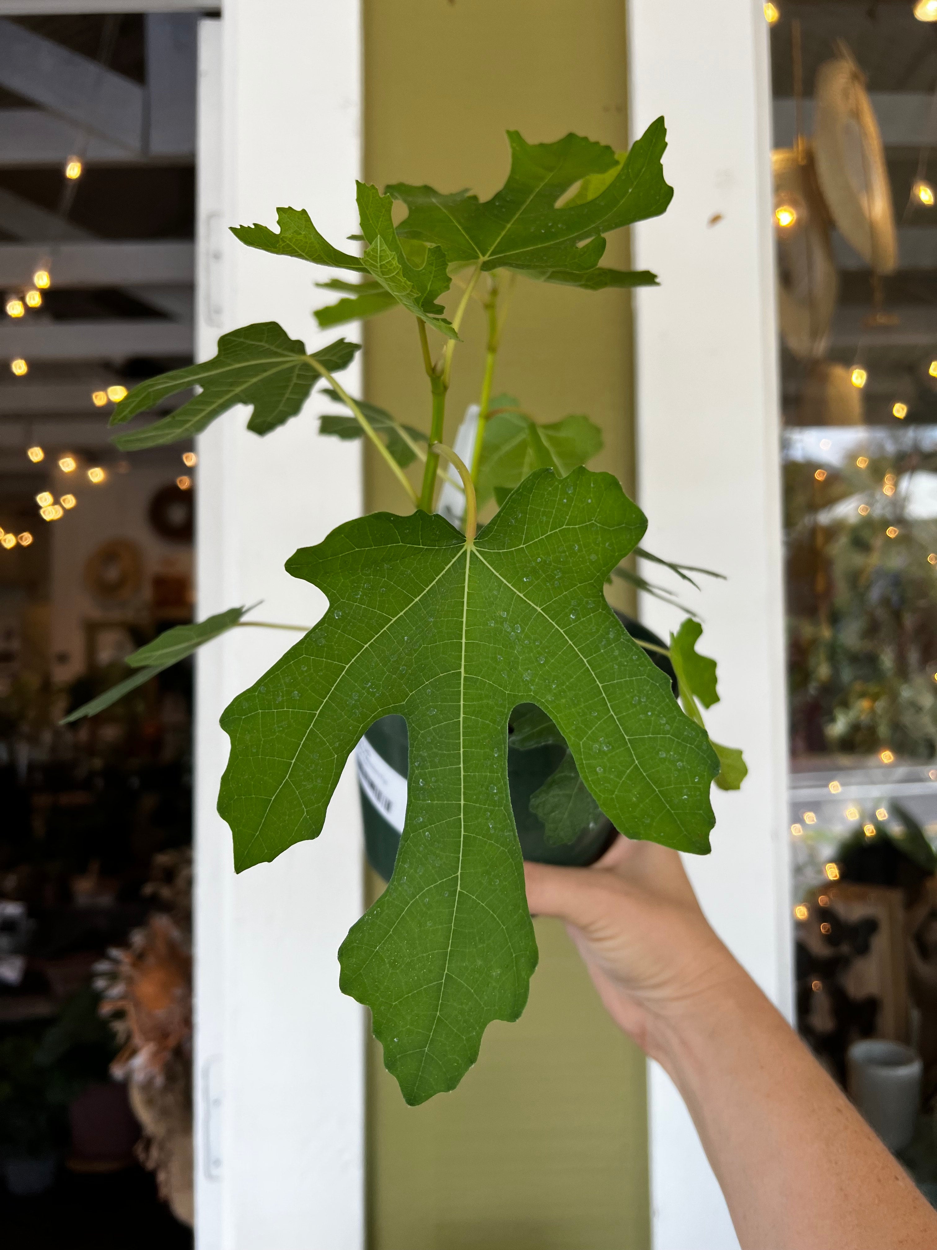 Black Mission Fig | Kona Treehouse