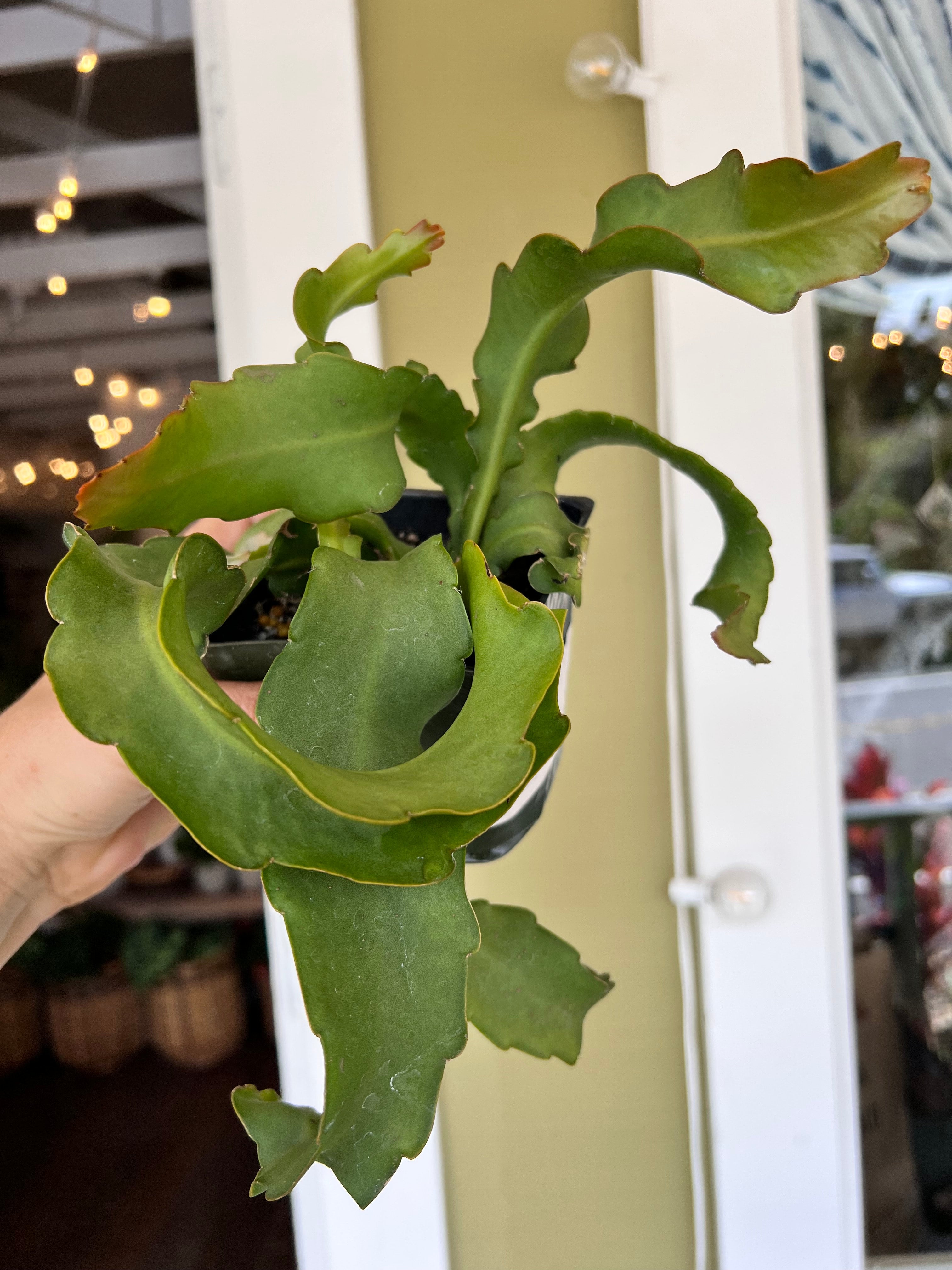 Orchid Cactus/Rhipsalis Curly - 4" | Kona Treehouse