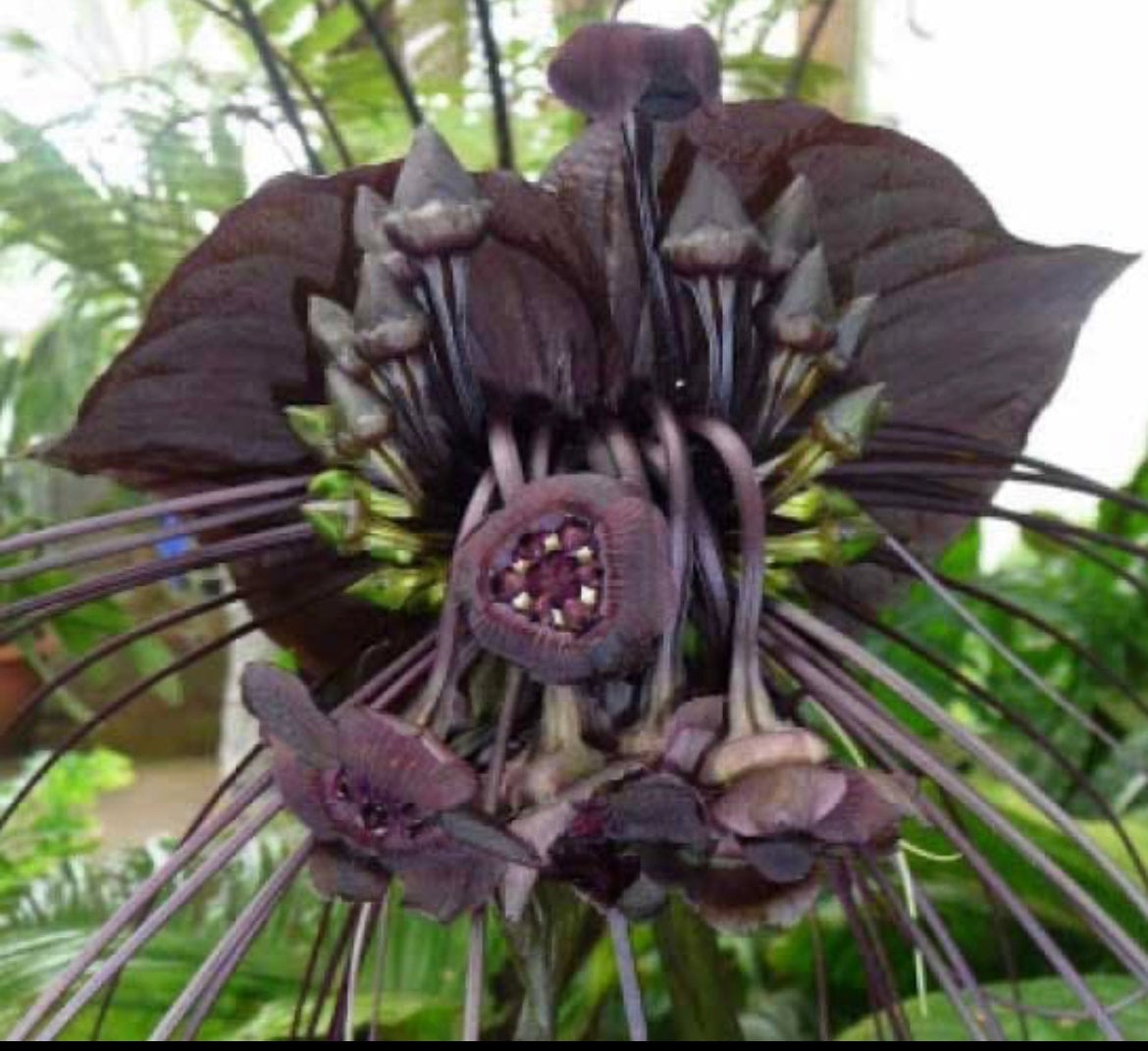 black bat flower