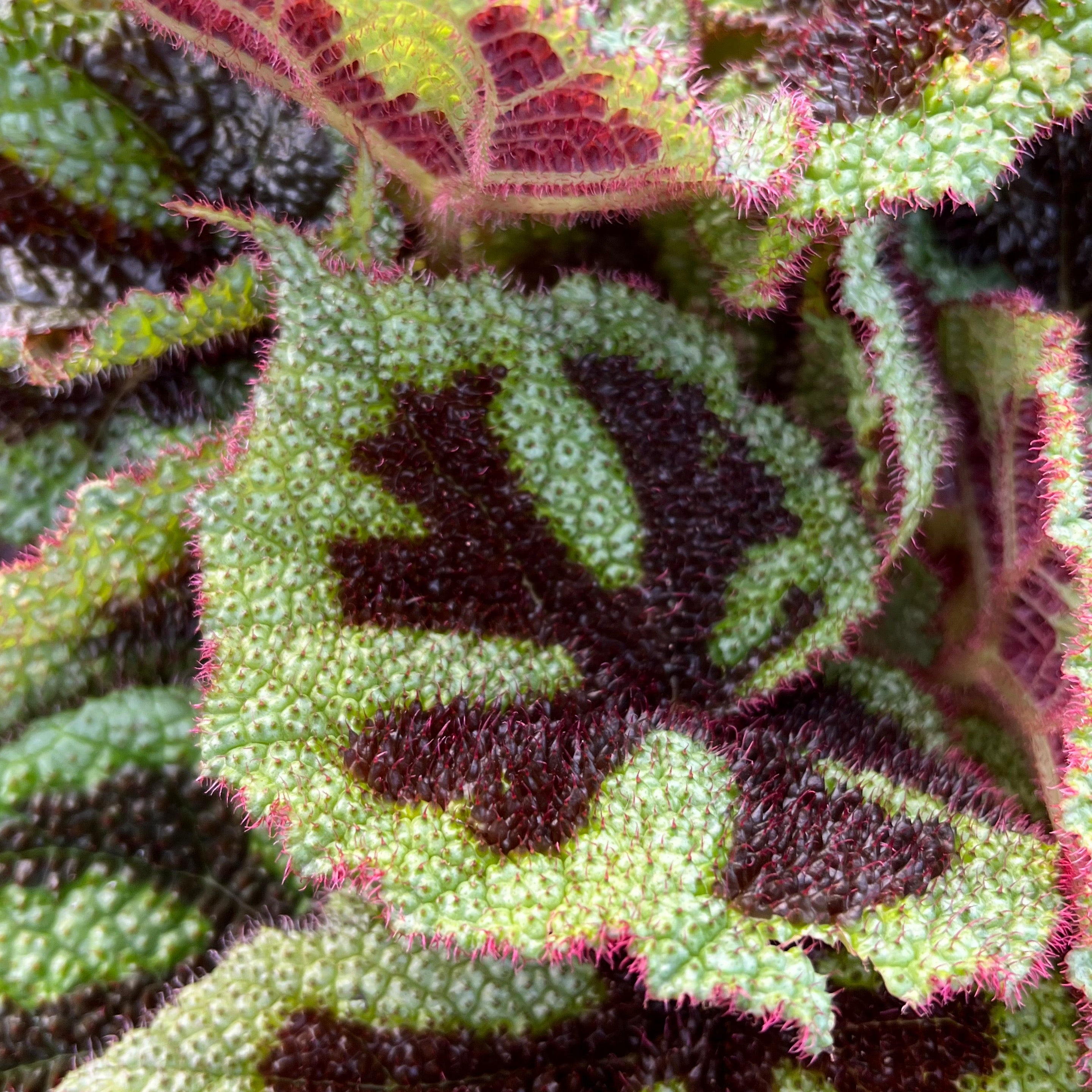 Begonia Iron Cross | Kona Treehouse