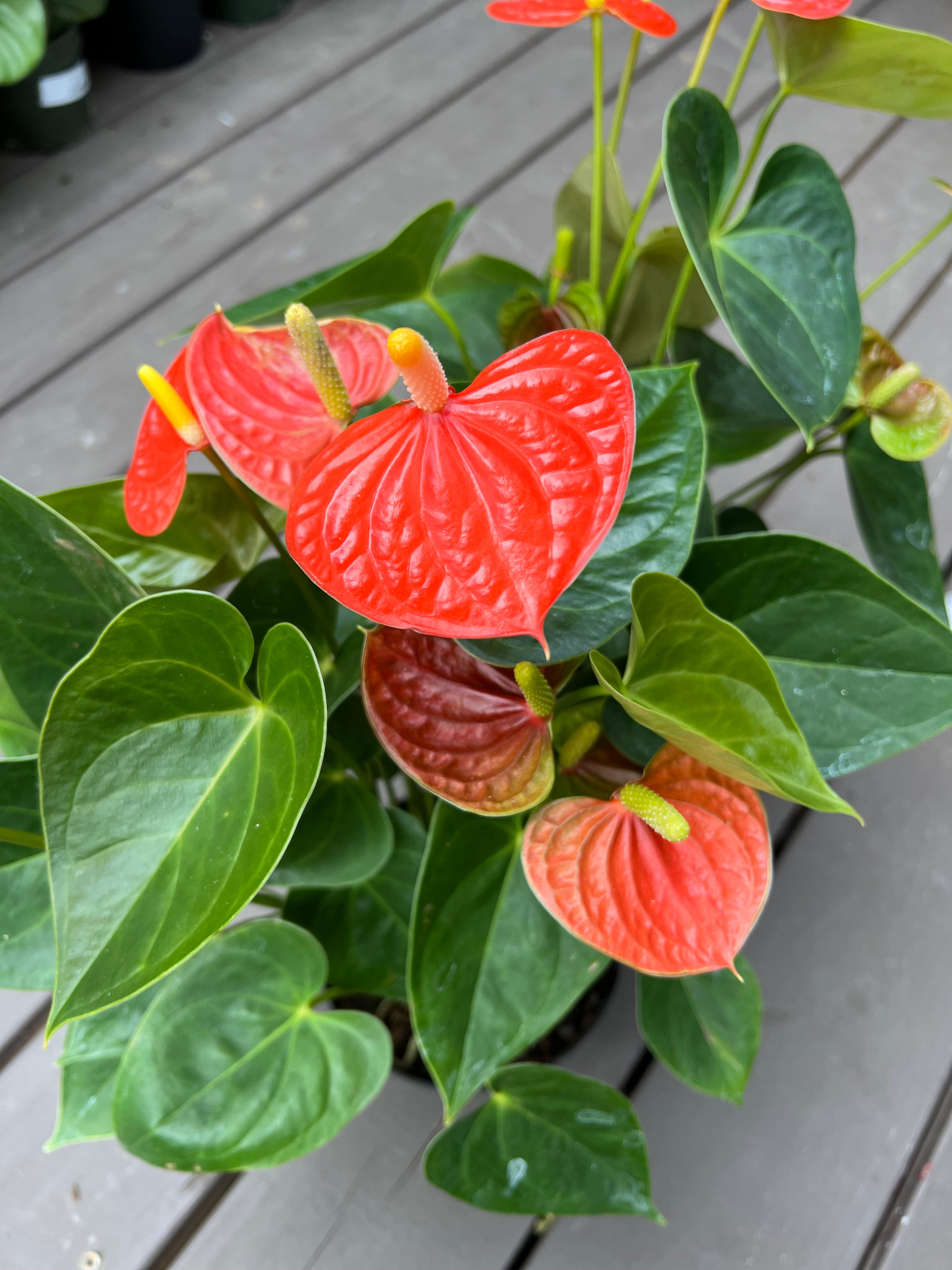 Anthurium Princess Amalia Orange | Kona Treehouse