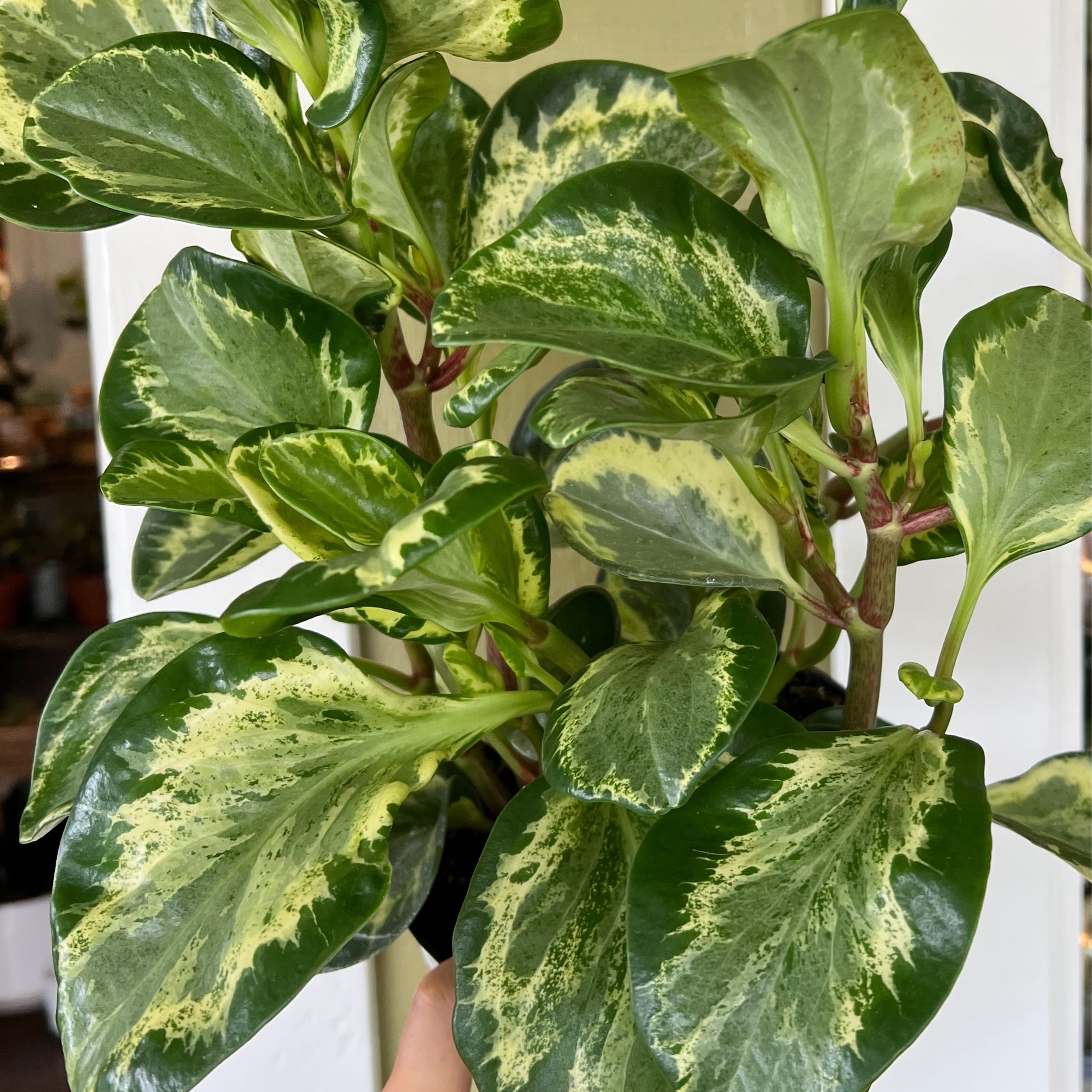 Peperomia Marble 6” | Kona Treehouse
