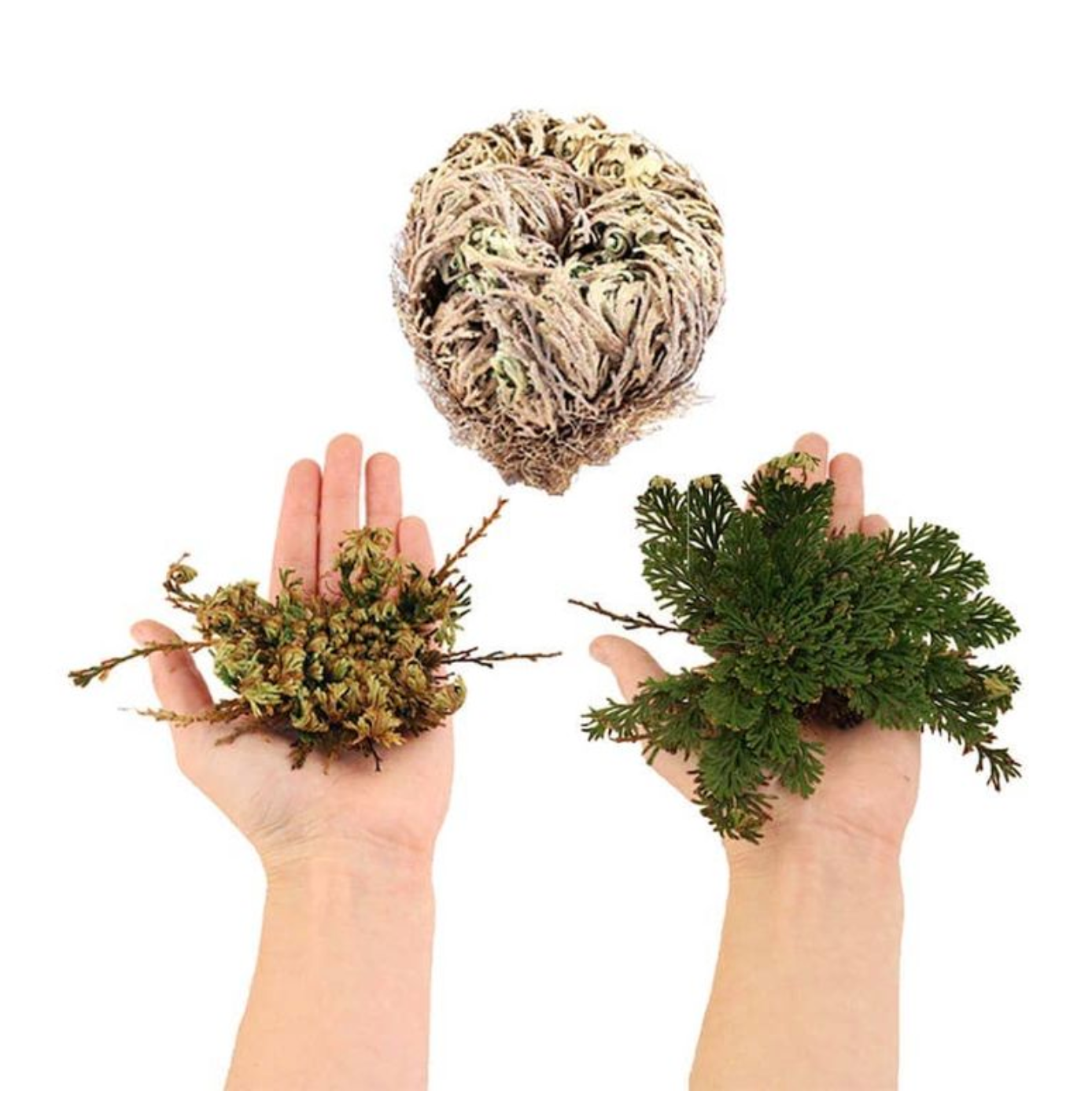 Resurrection Plant/Rose of Jericho | Kona Treehouse