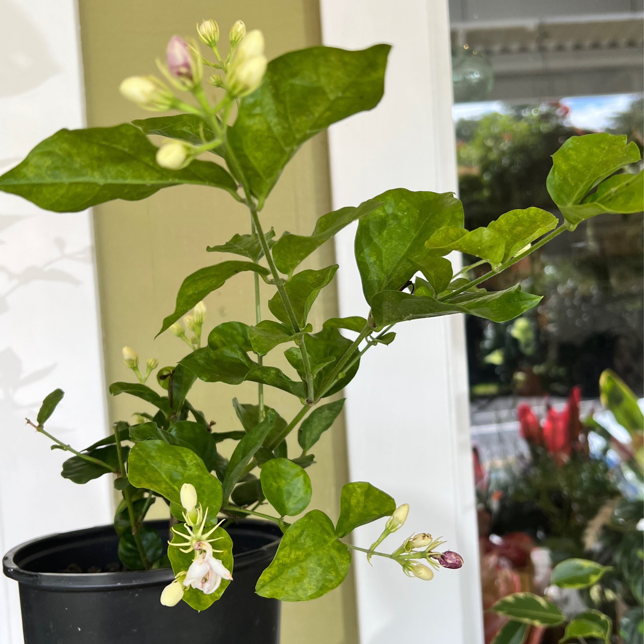 Jasmine Pikake Lei Lahilahi | Kona Treehouse