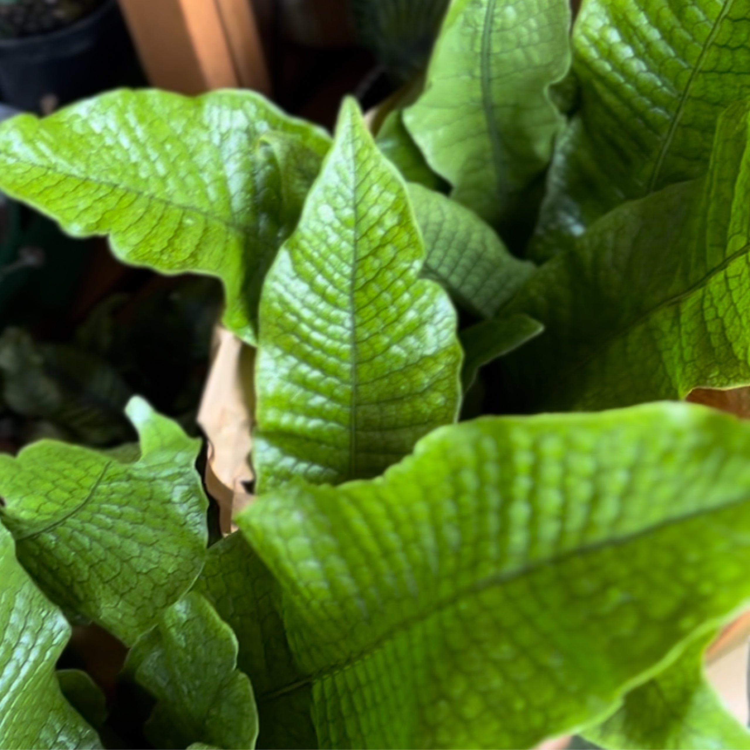 FERN MICROSORUM (CROCODILE FERN) | Kona Treehouse