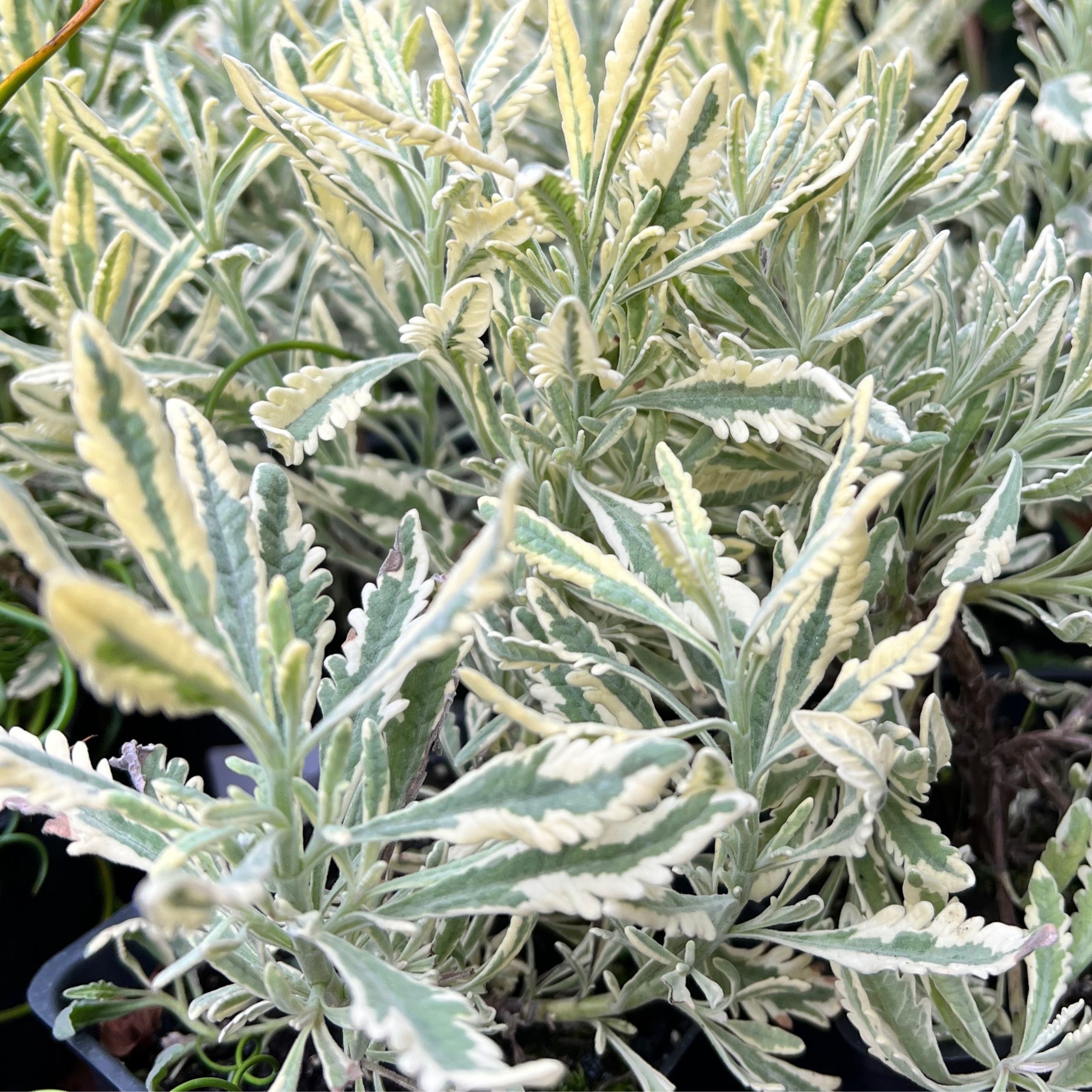 Lavender Allardii "Meerlo" (Variegated) - 1 Gallon | Kona Treehouse