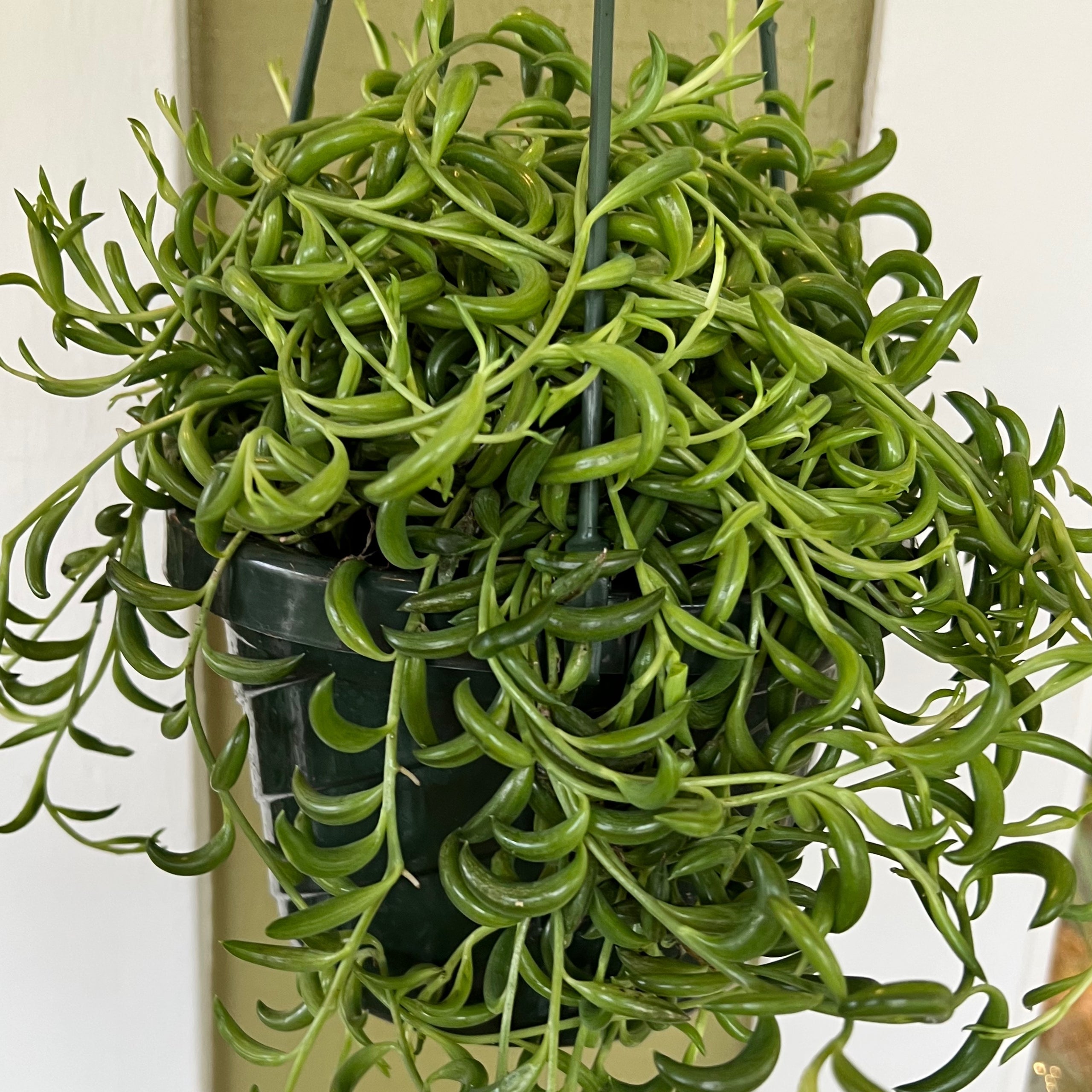 String of Bananas | Kona Treehouse