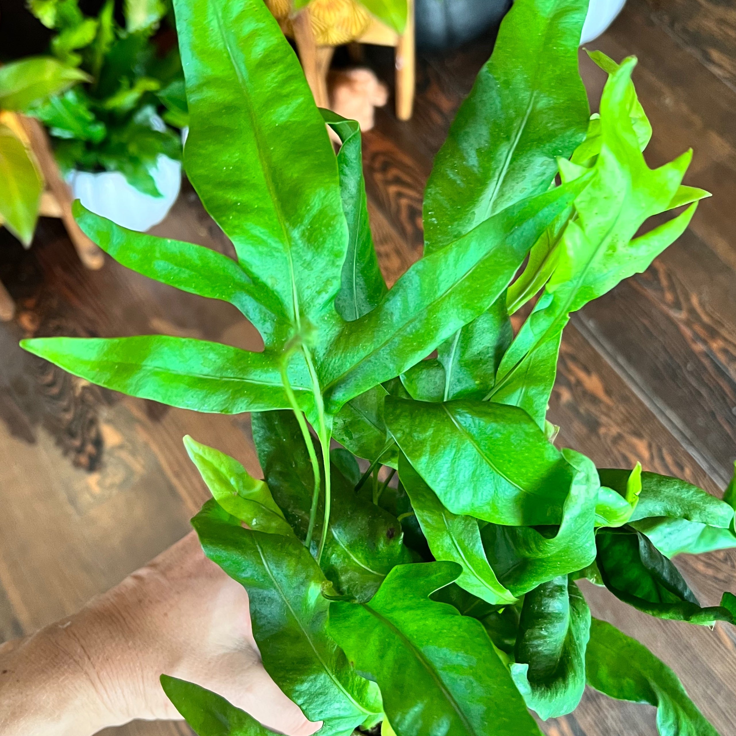 Dwarf Laua`e Fern 4" | Kona Treehouse