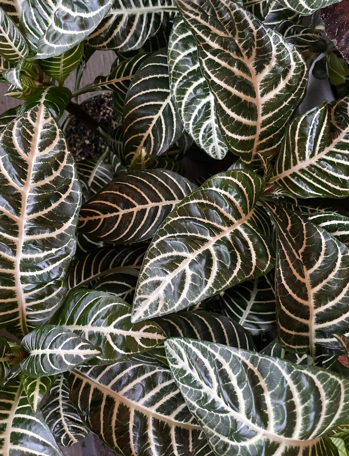 Zebra Plant - 6" | Kona Treehouse