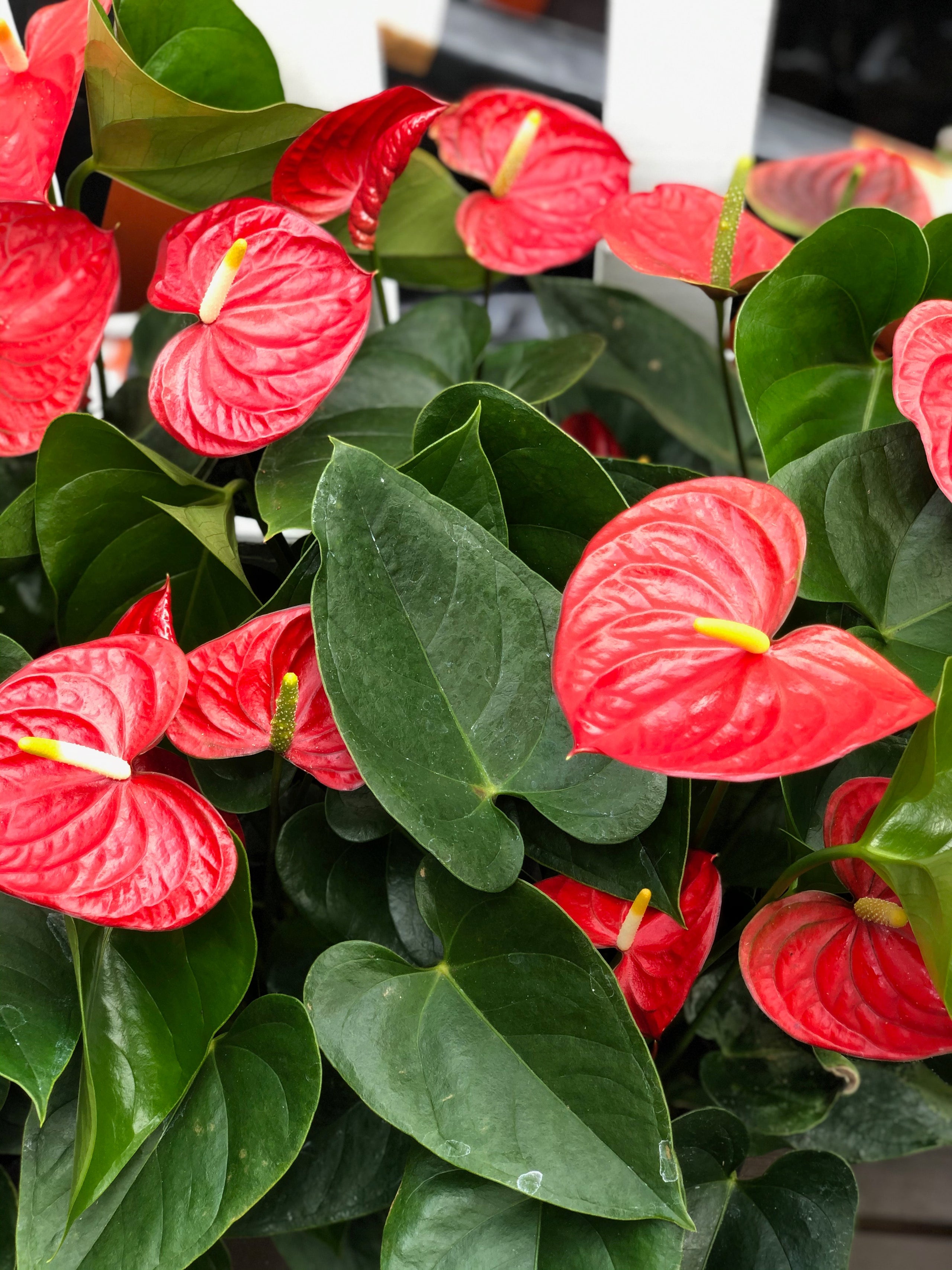 Anthurium Red Winner - Wrapped With Bow | Kona Treehouse