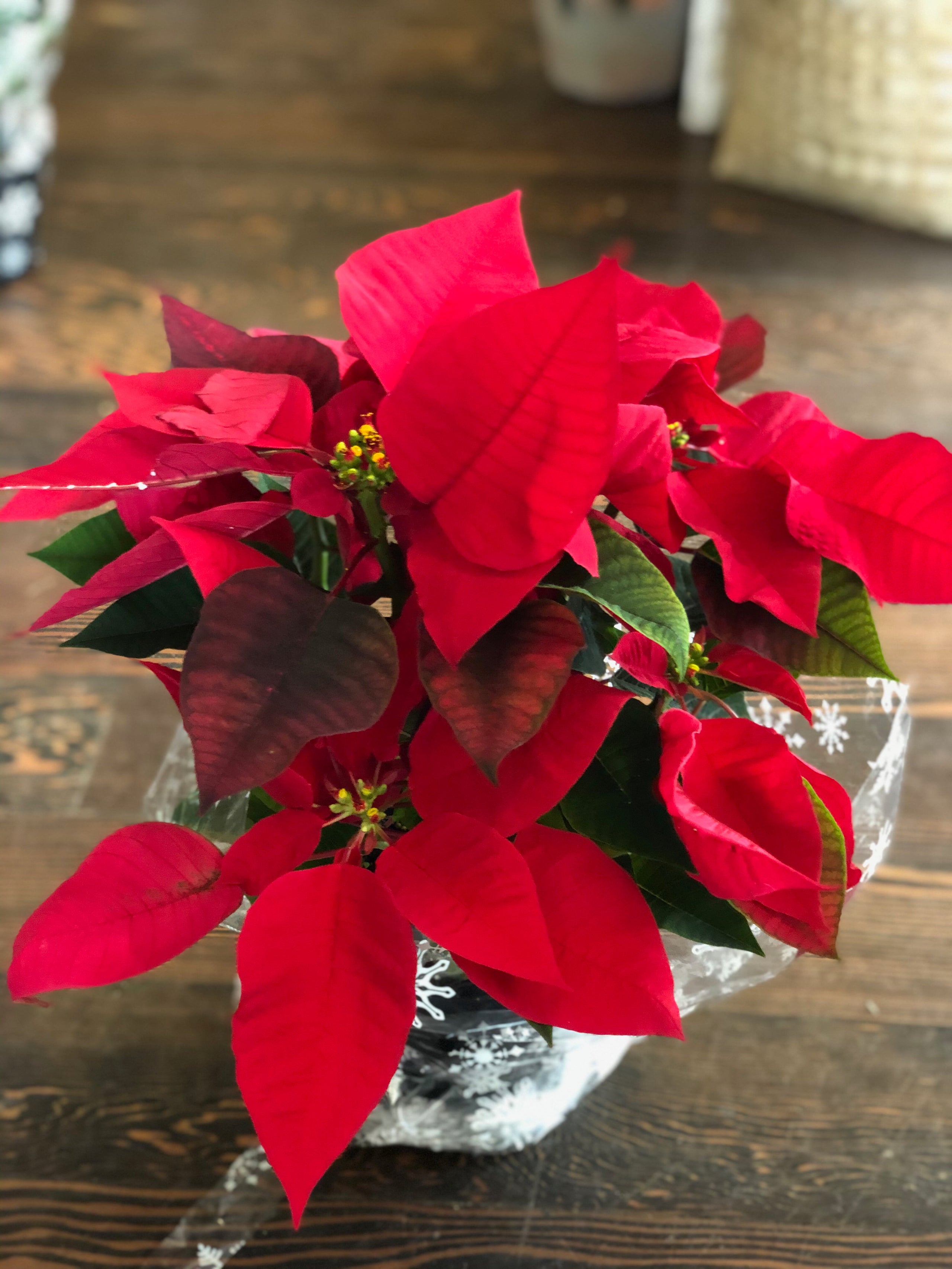 Poinsettia - Assorted | Kona Treehouse
