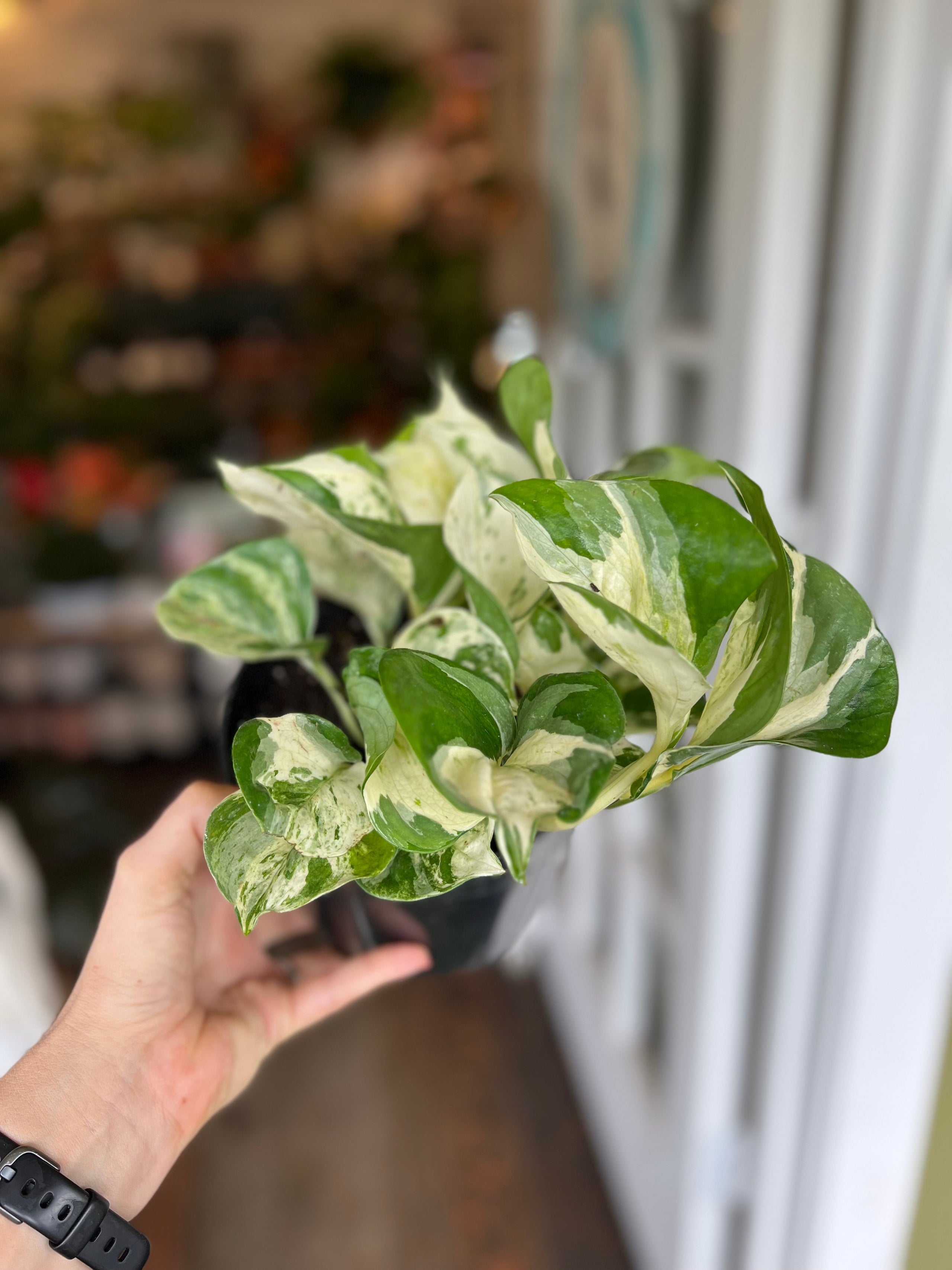 Plants | Kona Treehouse