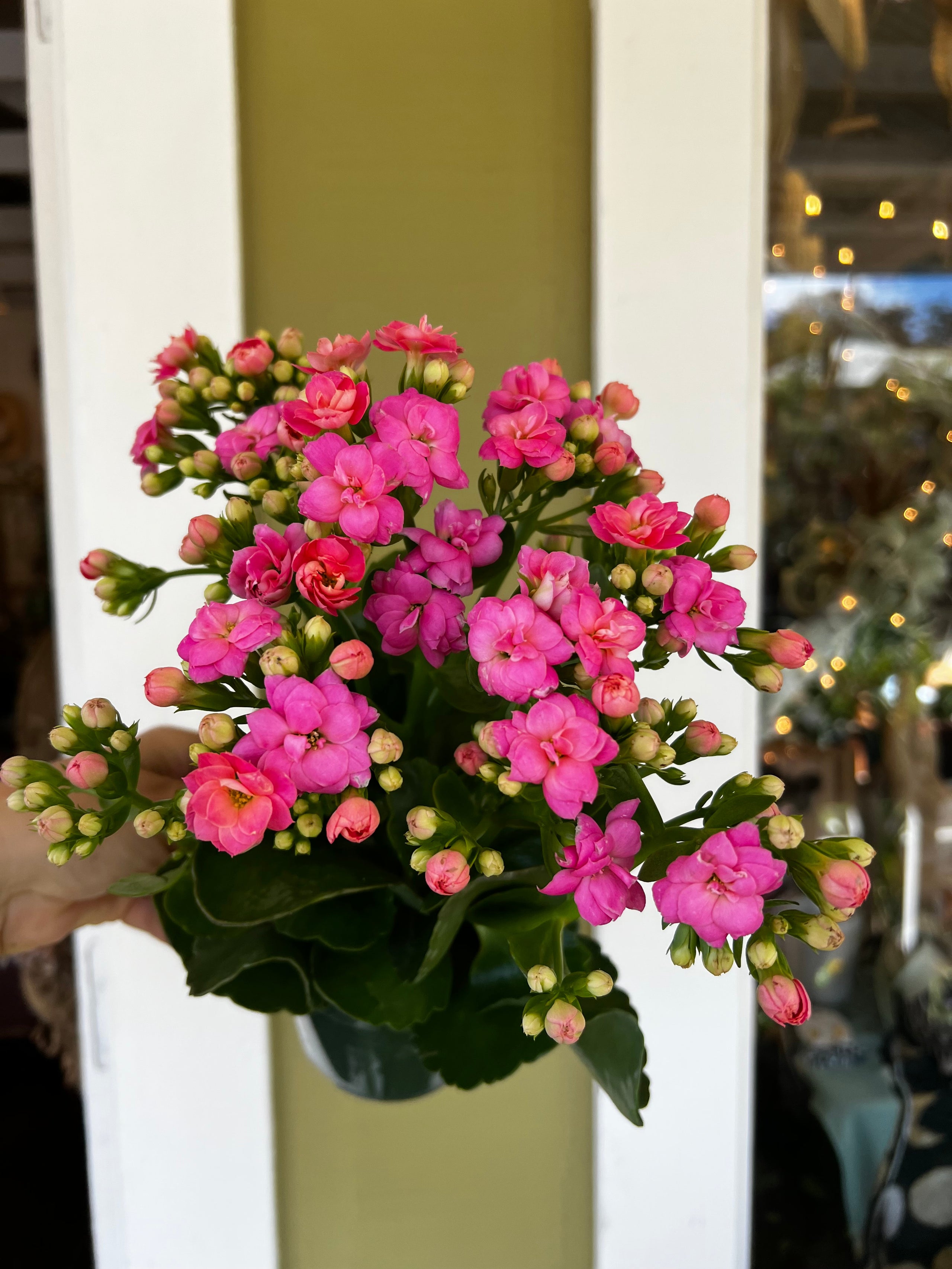 Kalanchoe 4" | Kona Treehouse