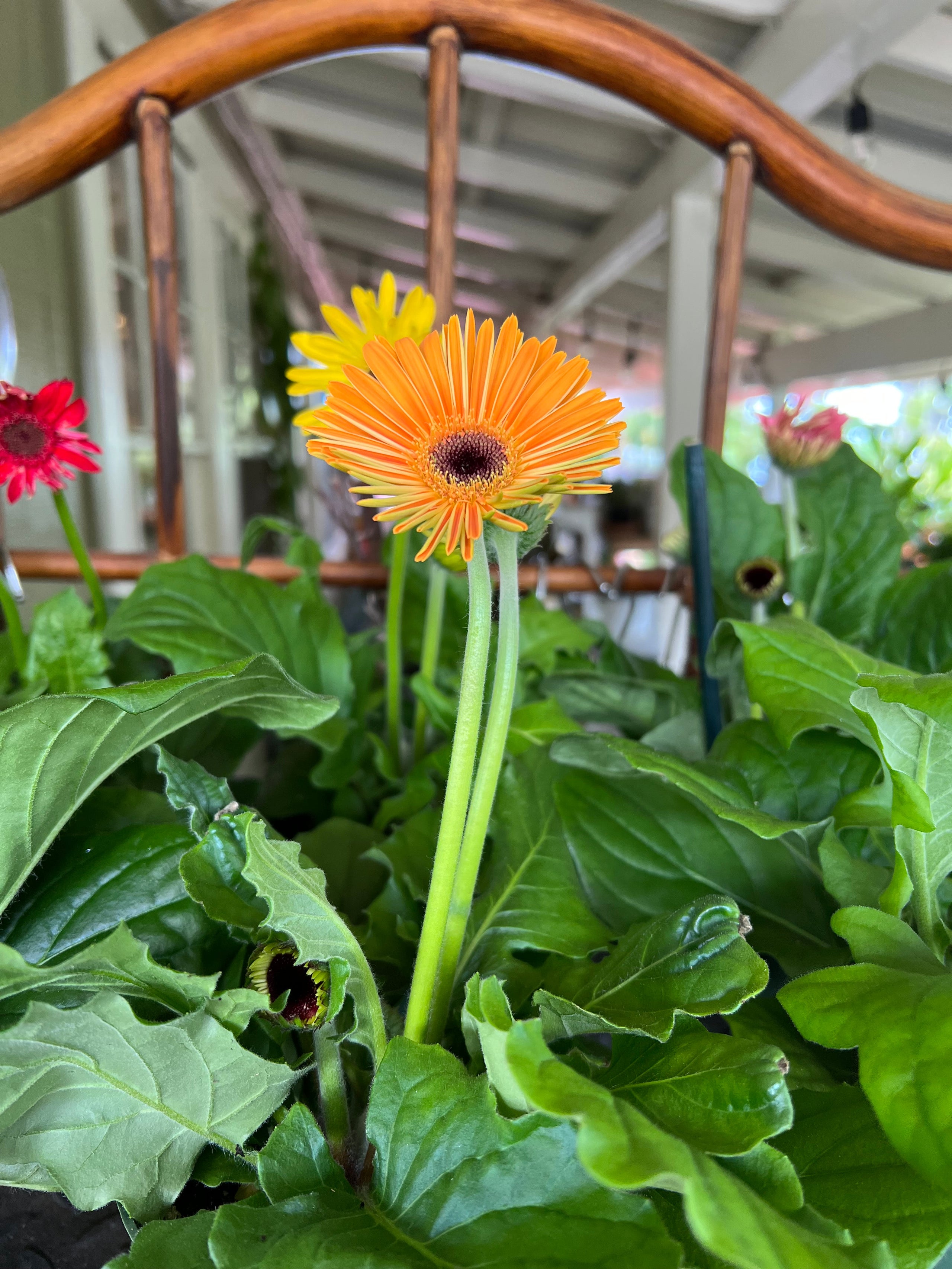 Gerbera Daisy Assorted Colors - 4" | Kona Treehouse