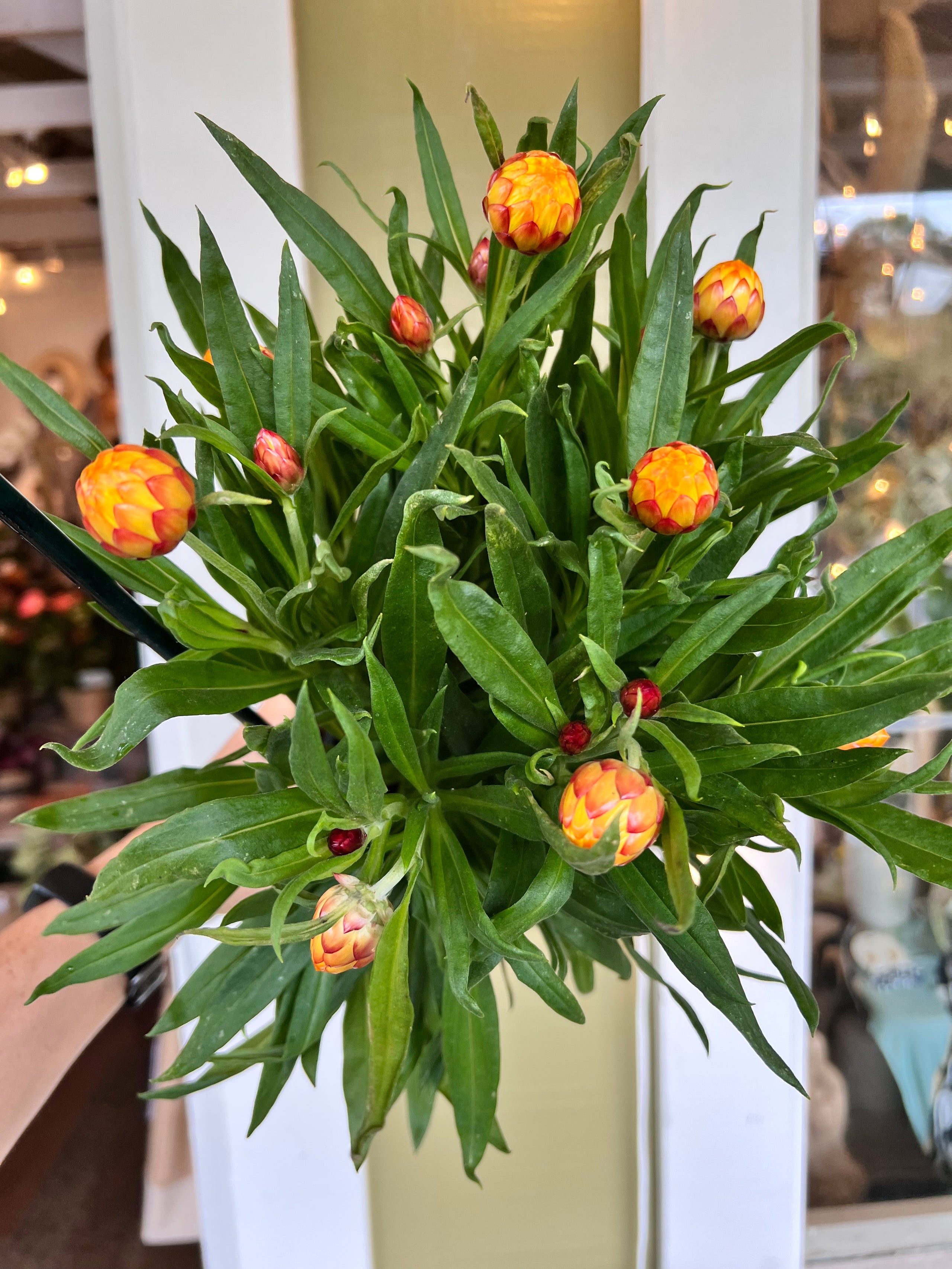 Strawflower | Kona Treehouse