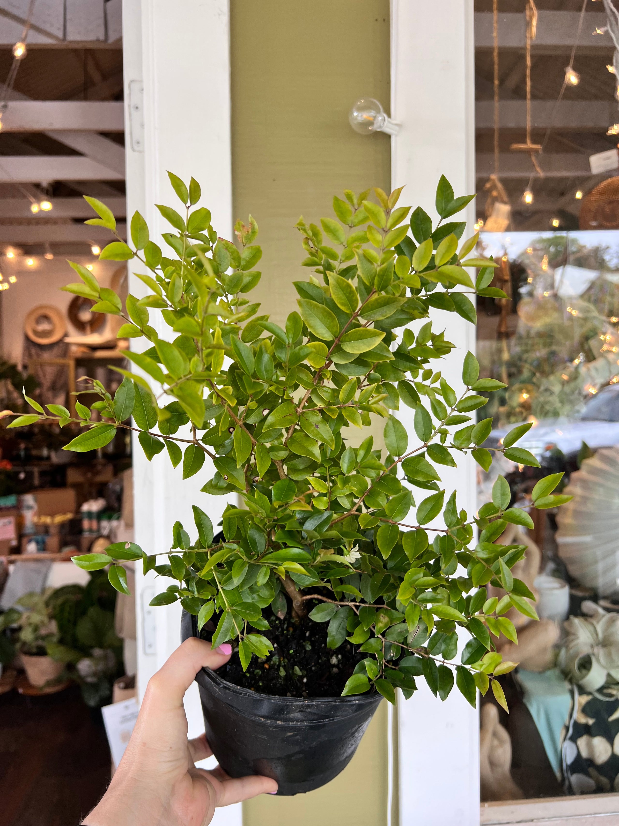 Plants | Kona Treehouse