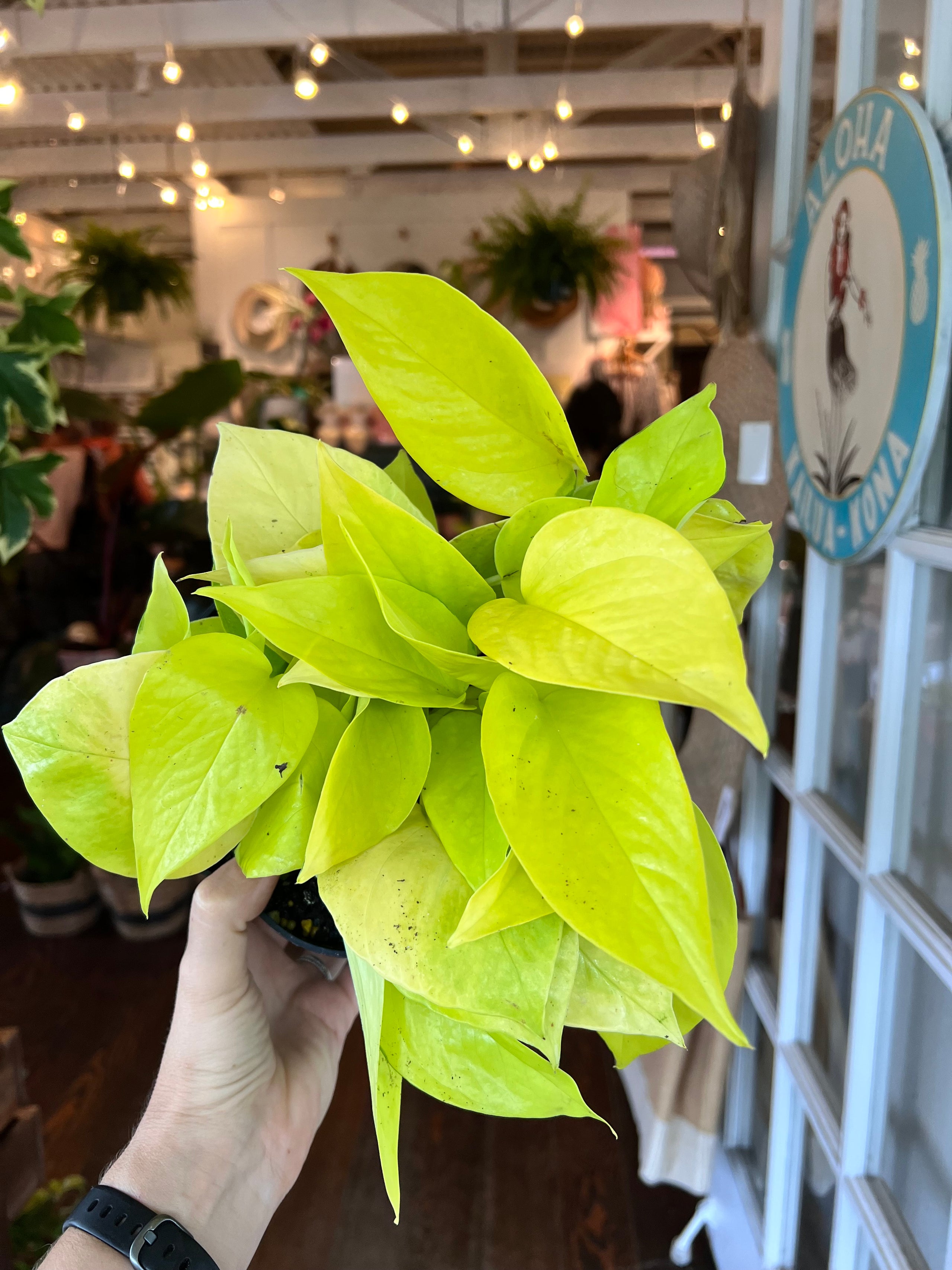 Neon Pothos 6" | Kona Treehouse