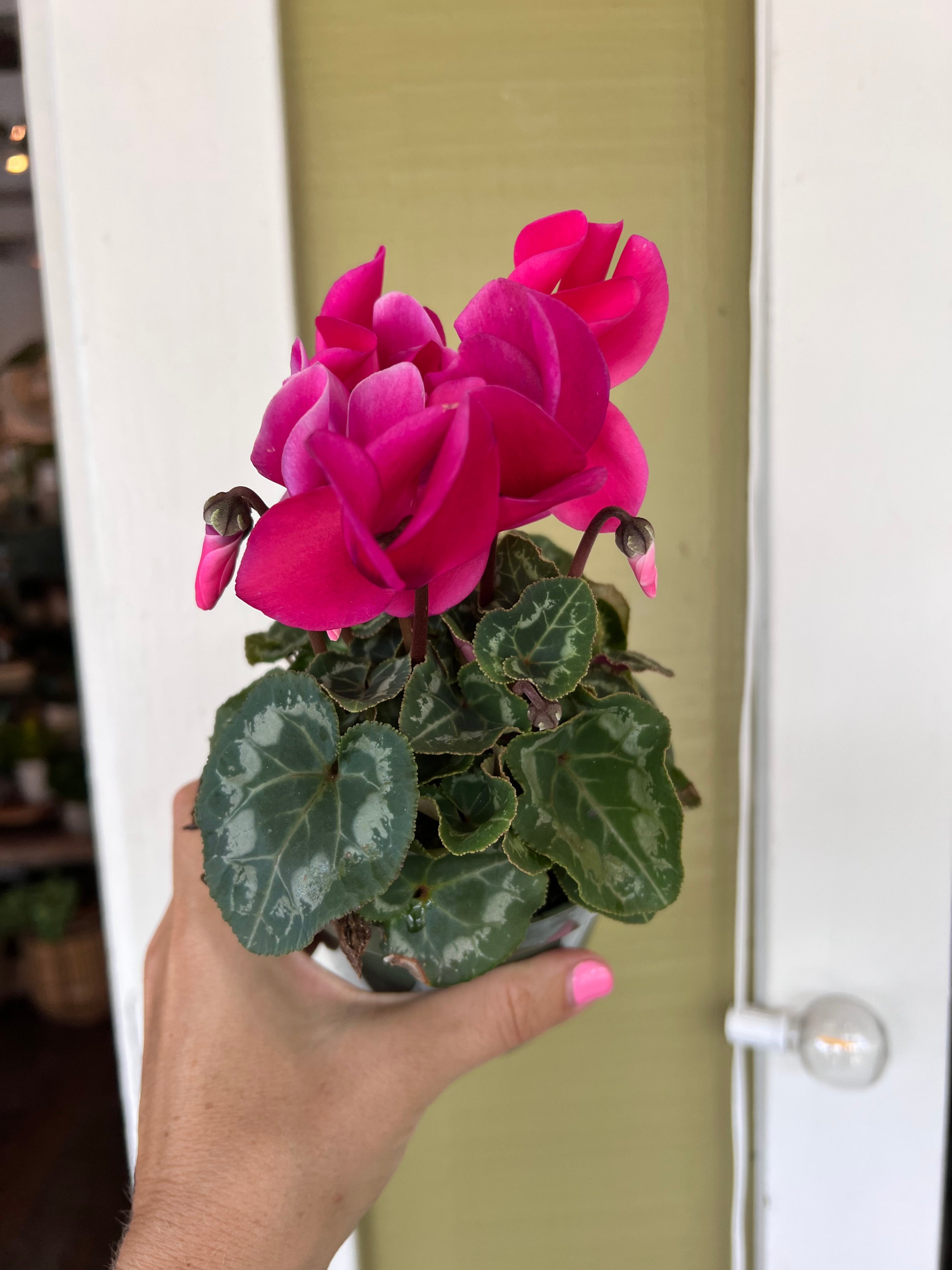 Plants | Kona Treehouse