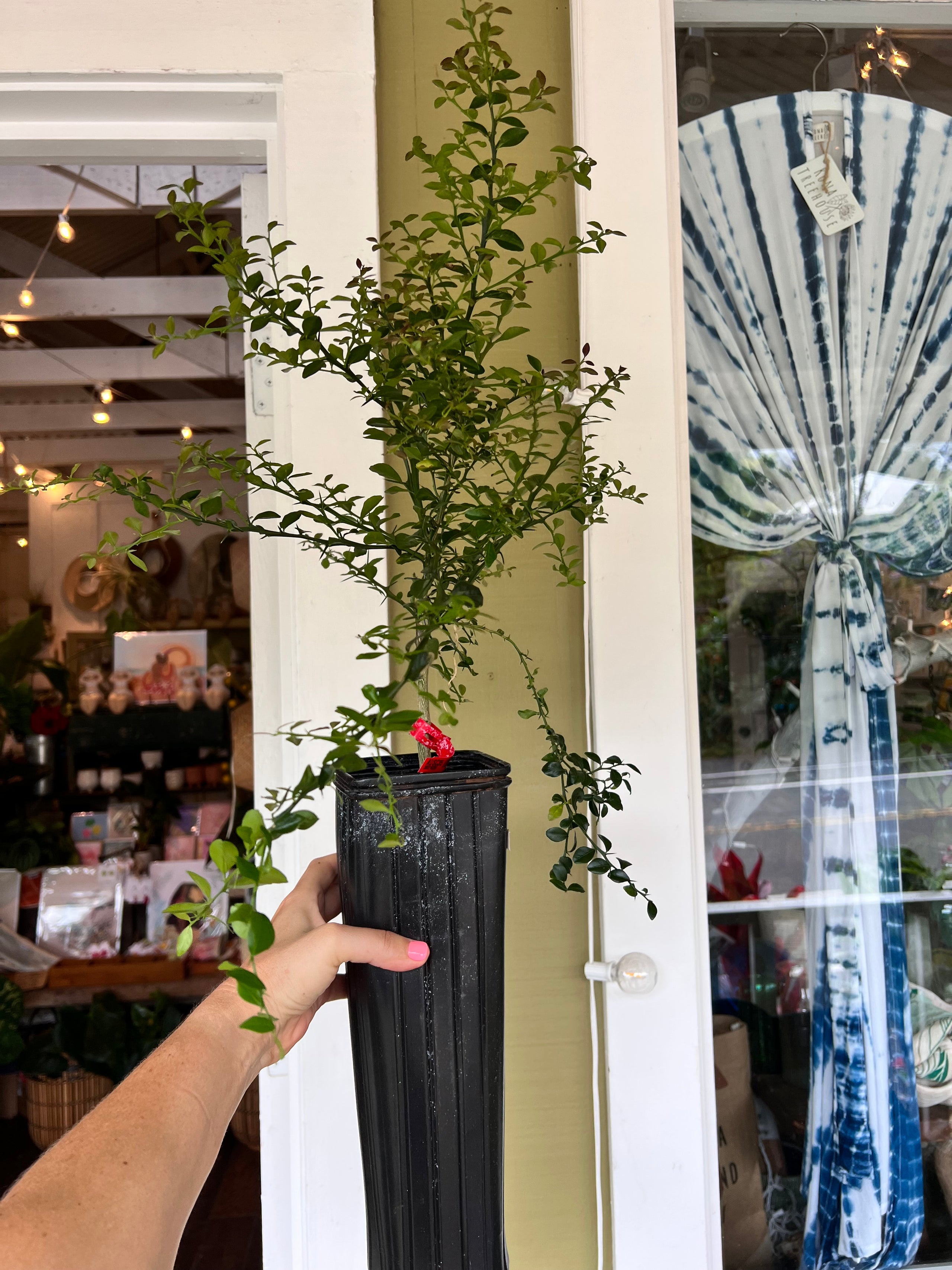 Plants | Kona Treehouse