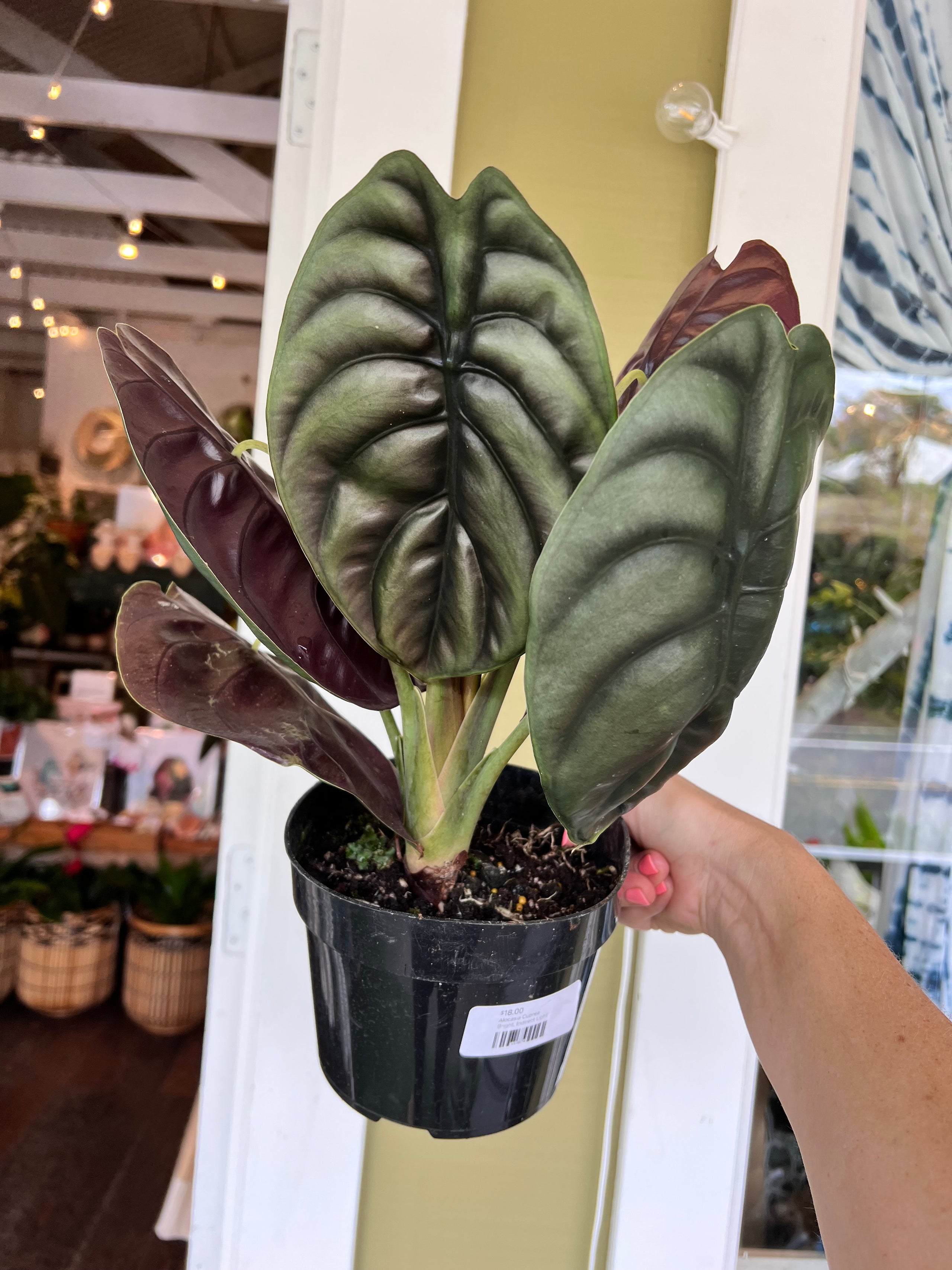 Plants | Kona Treehouse