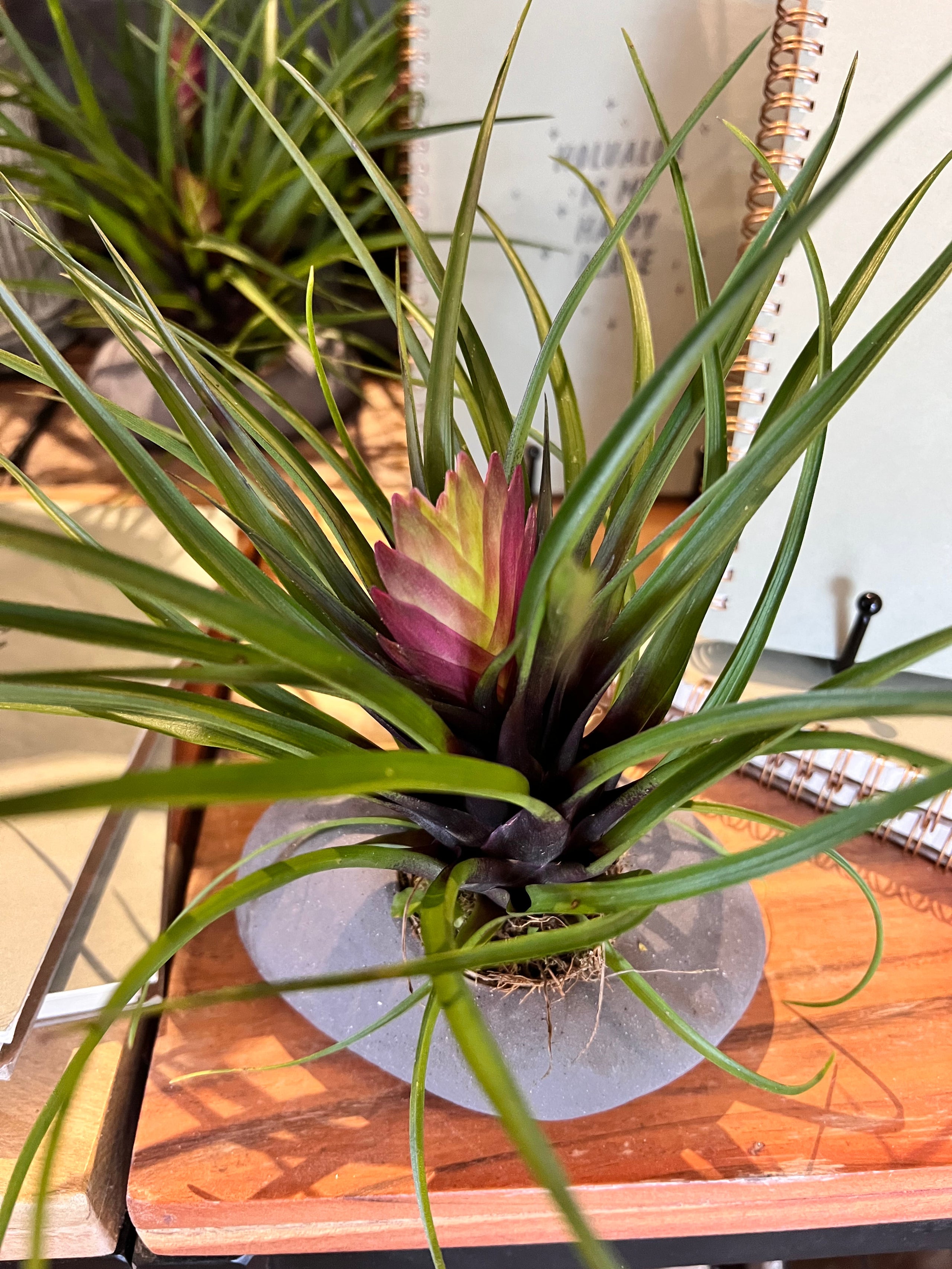 Plants | Kona Treehouse
