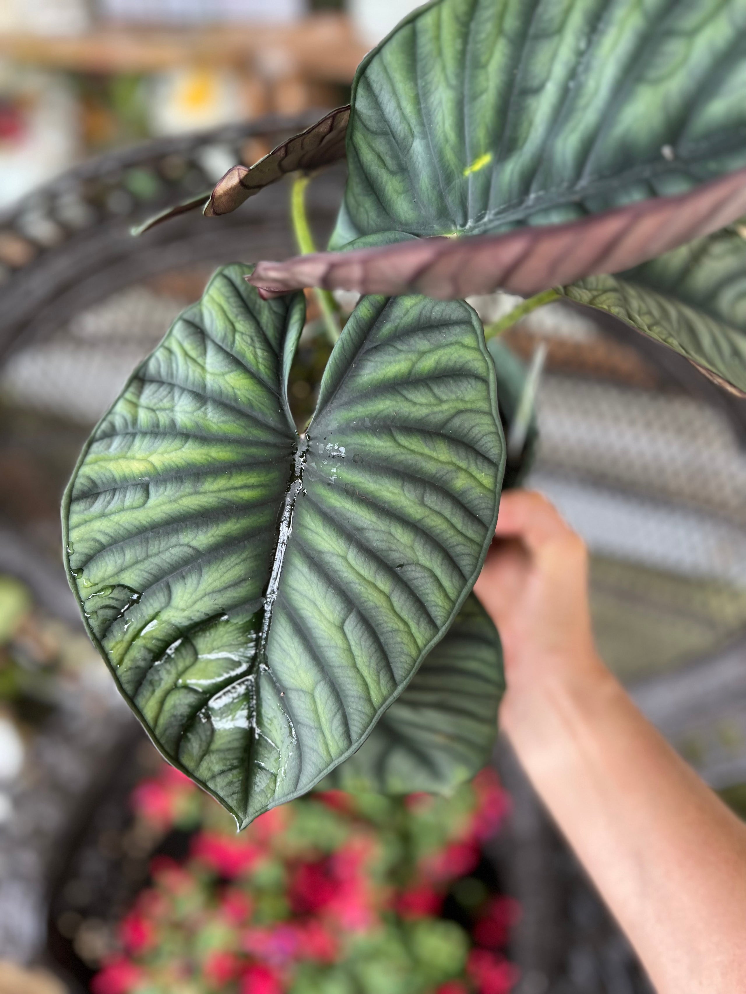 Plants | Kona Treehouse