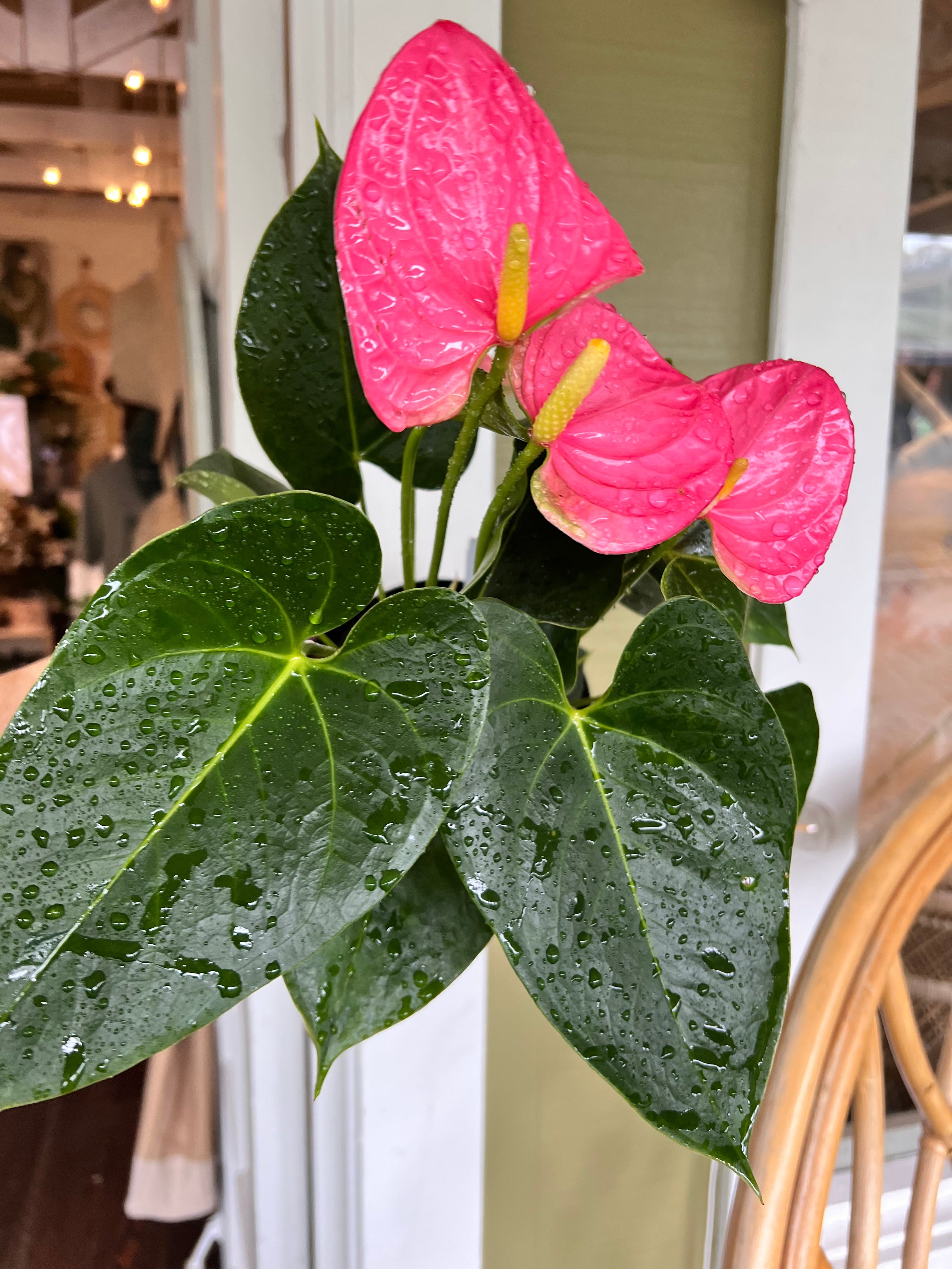 Anthurium Arisa Pink | Kona Treehouse