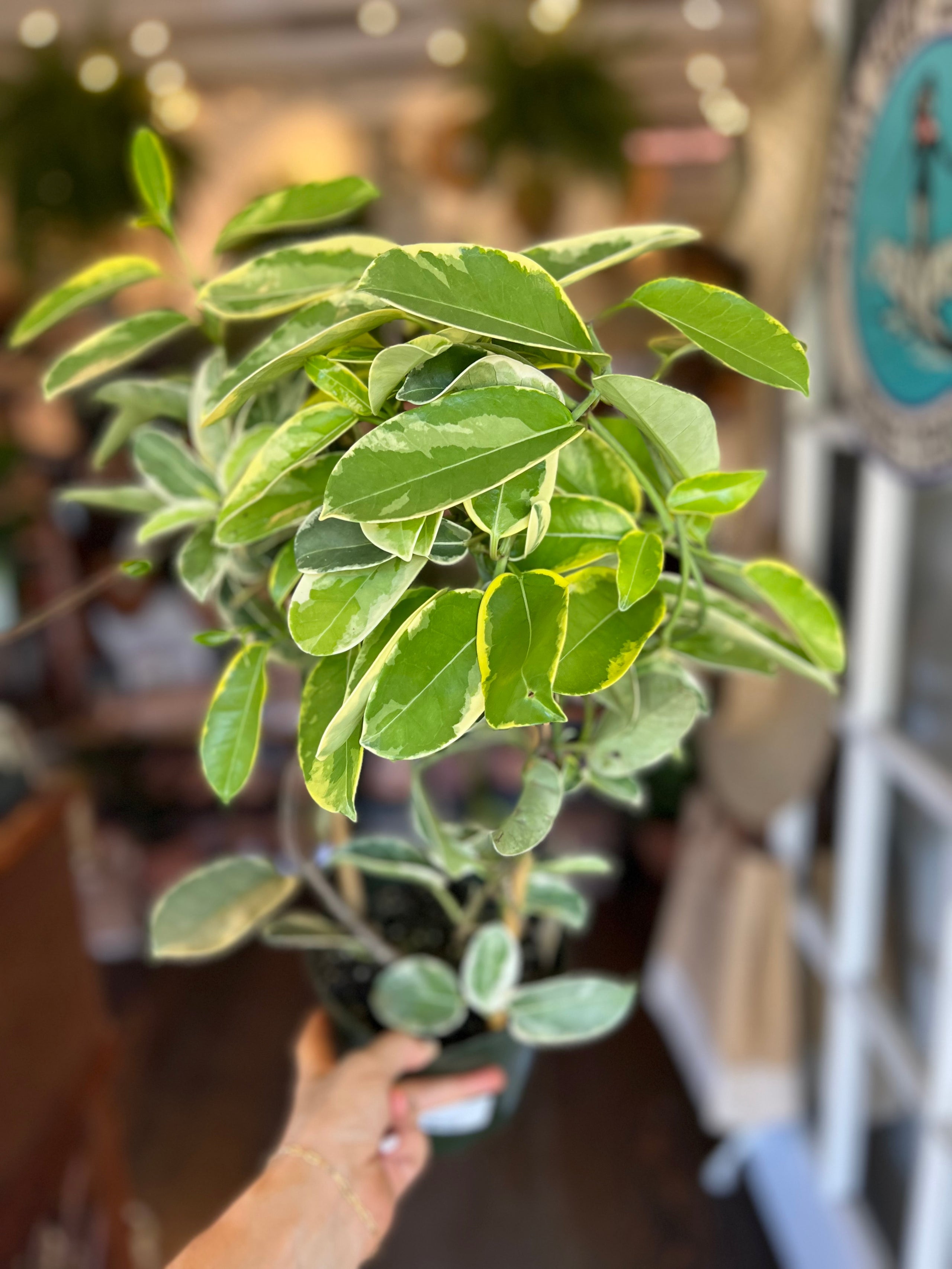 Variegated Stephanotis - 1 Gallon Hoop | Kona Treehouse