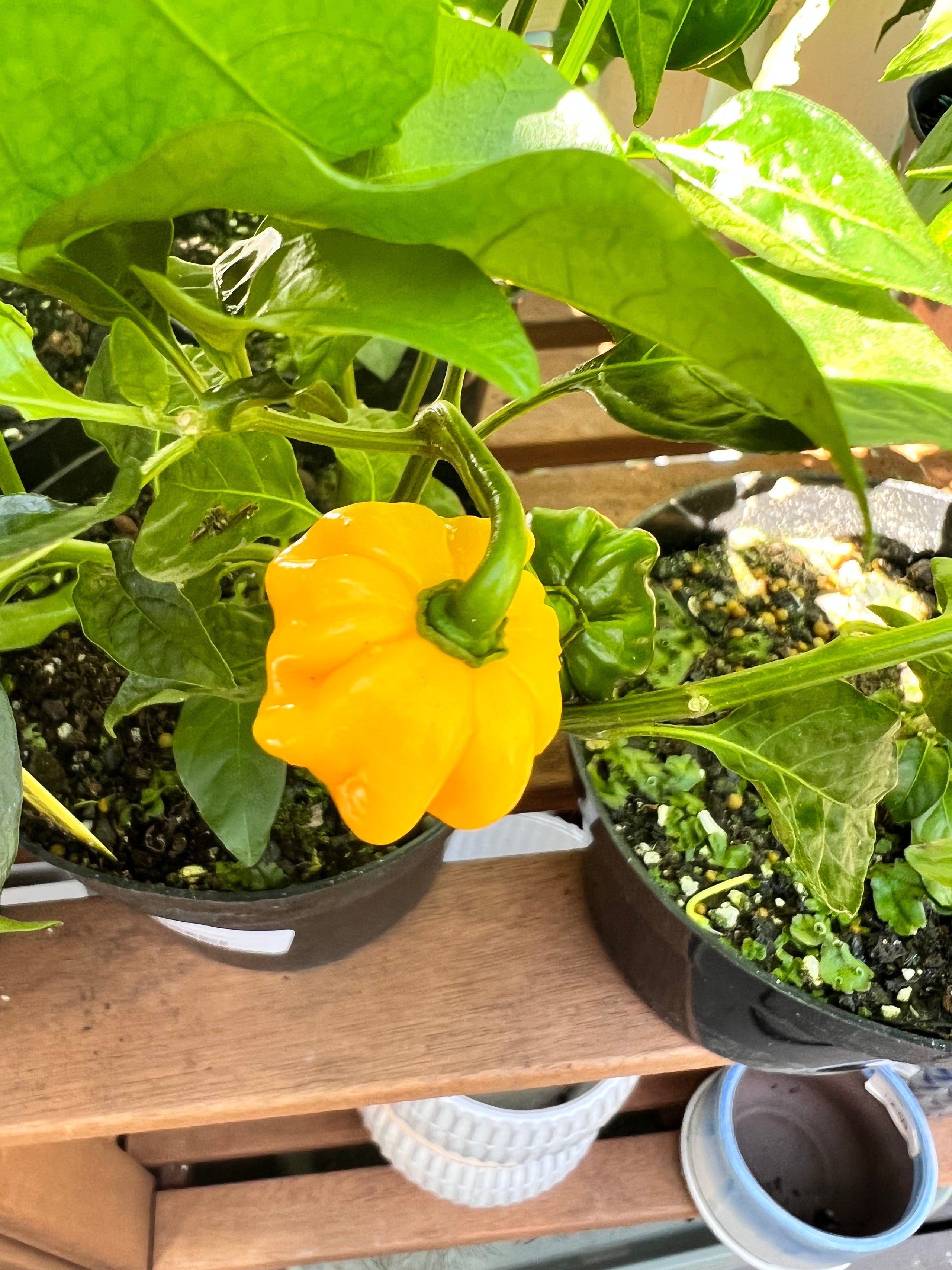 Yellow Pumpkin Pepper | Kona Treehouse