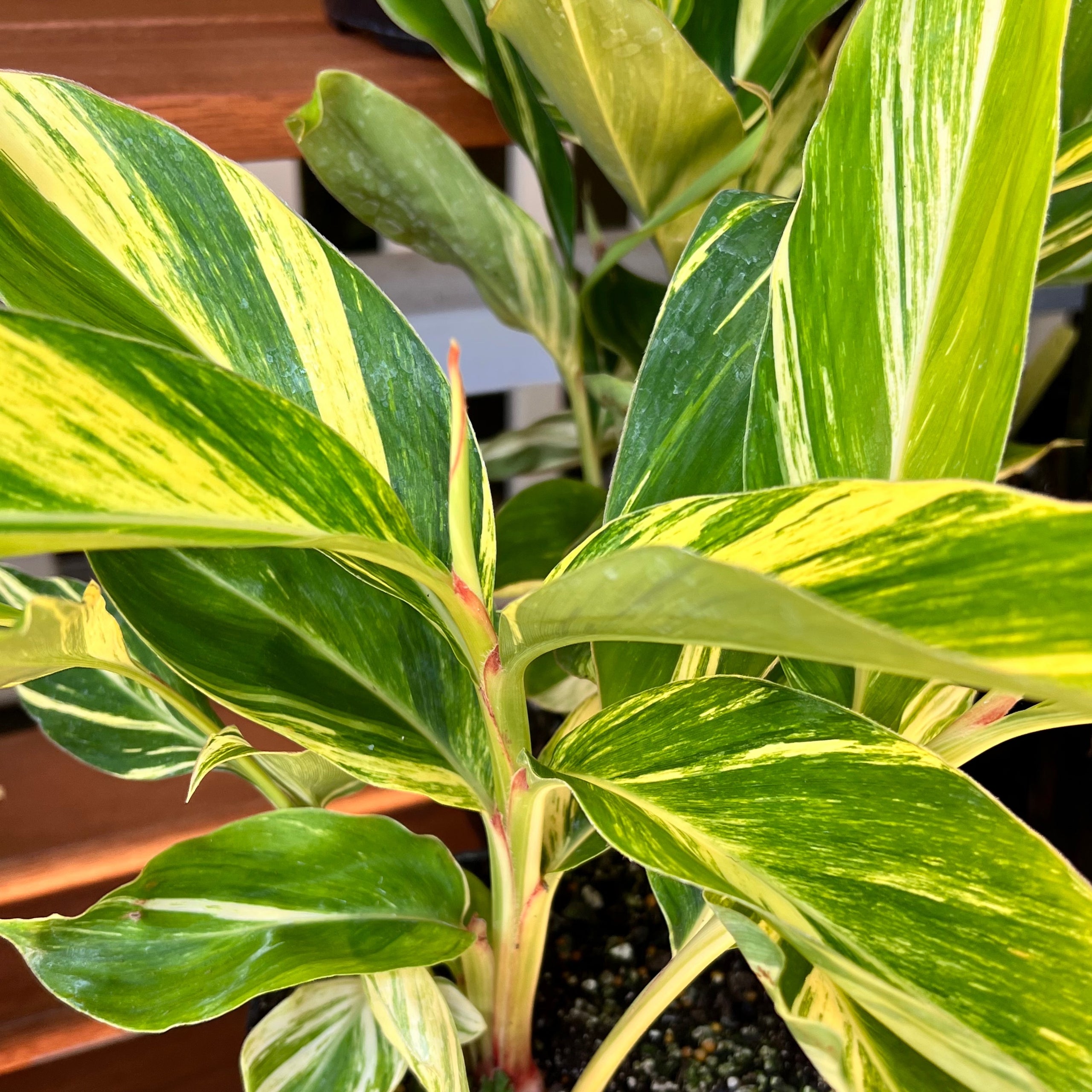 Variegated Shell Ginger - 3 gallon | Kona Treehouse