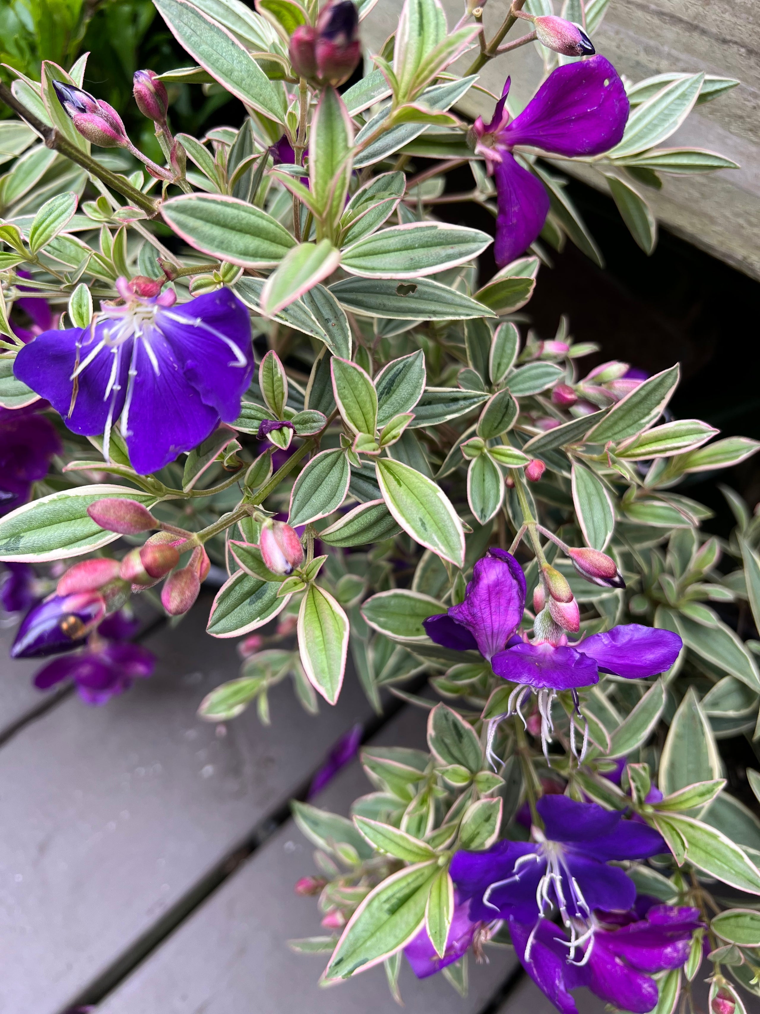 Purple Glory Variegated | Kona Treehouse