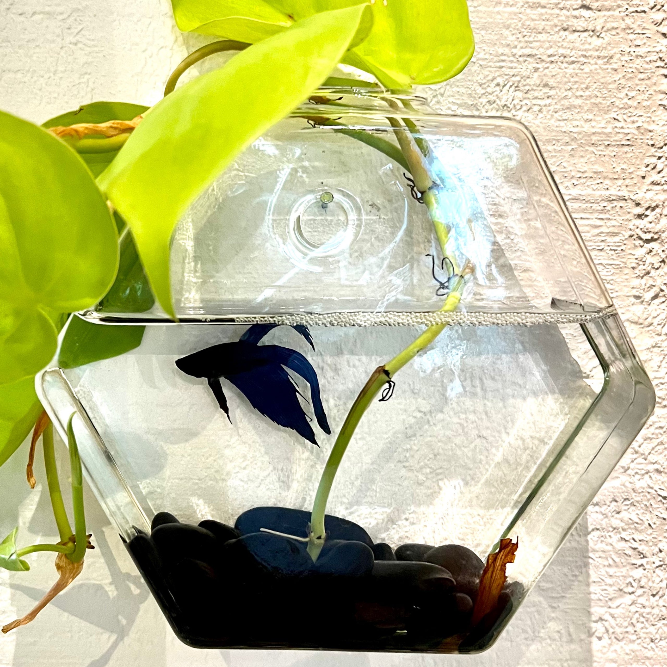 Betta Fish | Kona Treehouse