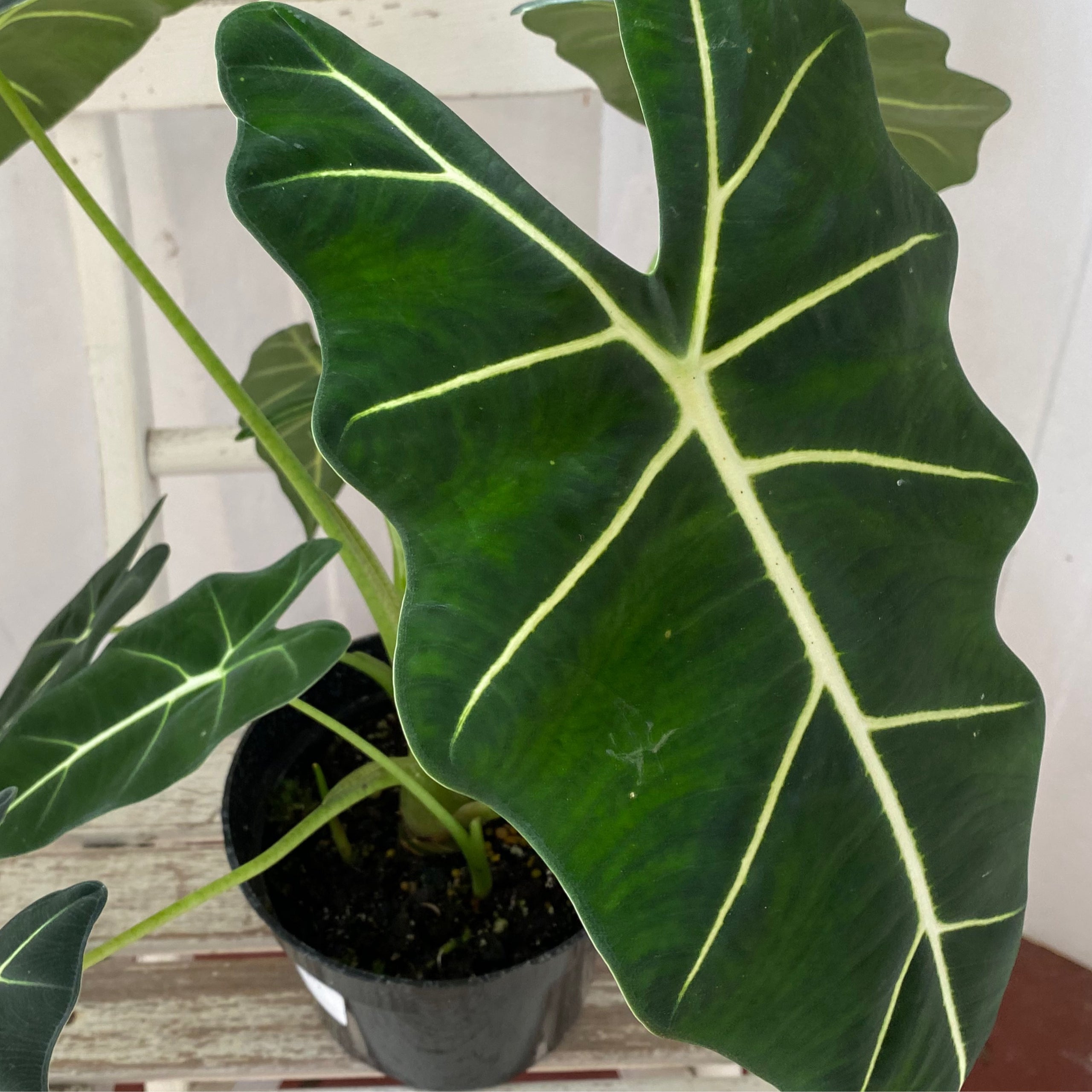 Alocasia Frydek "Green Velvet" | Kona Treehouse