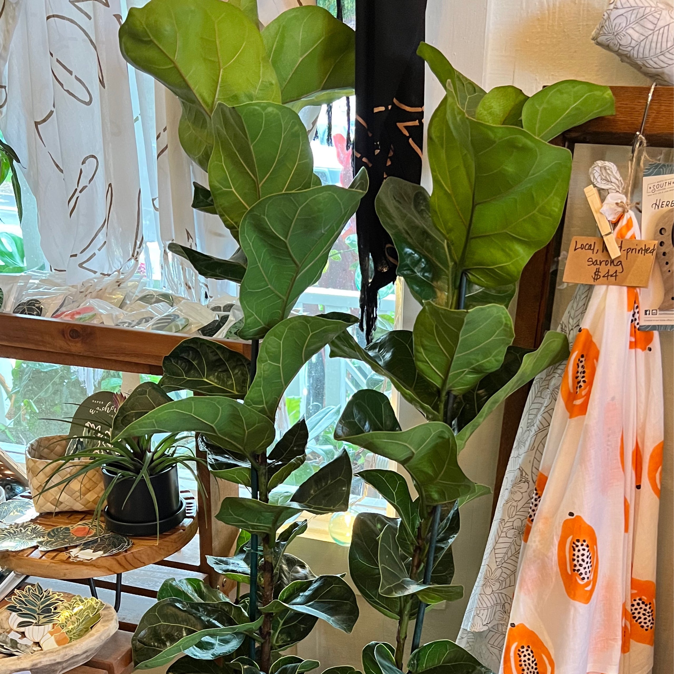 Fiddle Leaf Fig Ficus Bambino 3 gallon | Kona Treehouse
