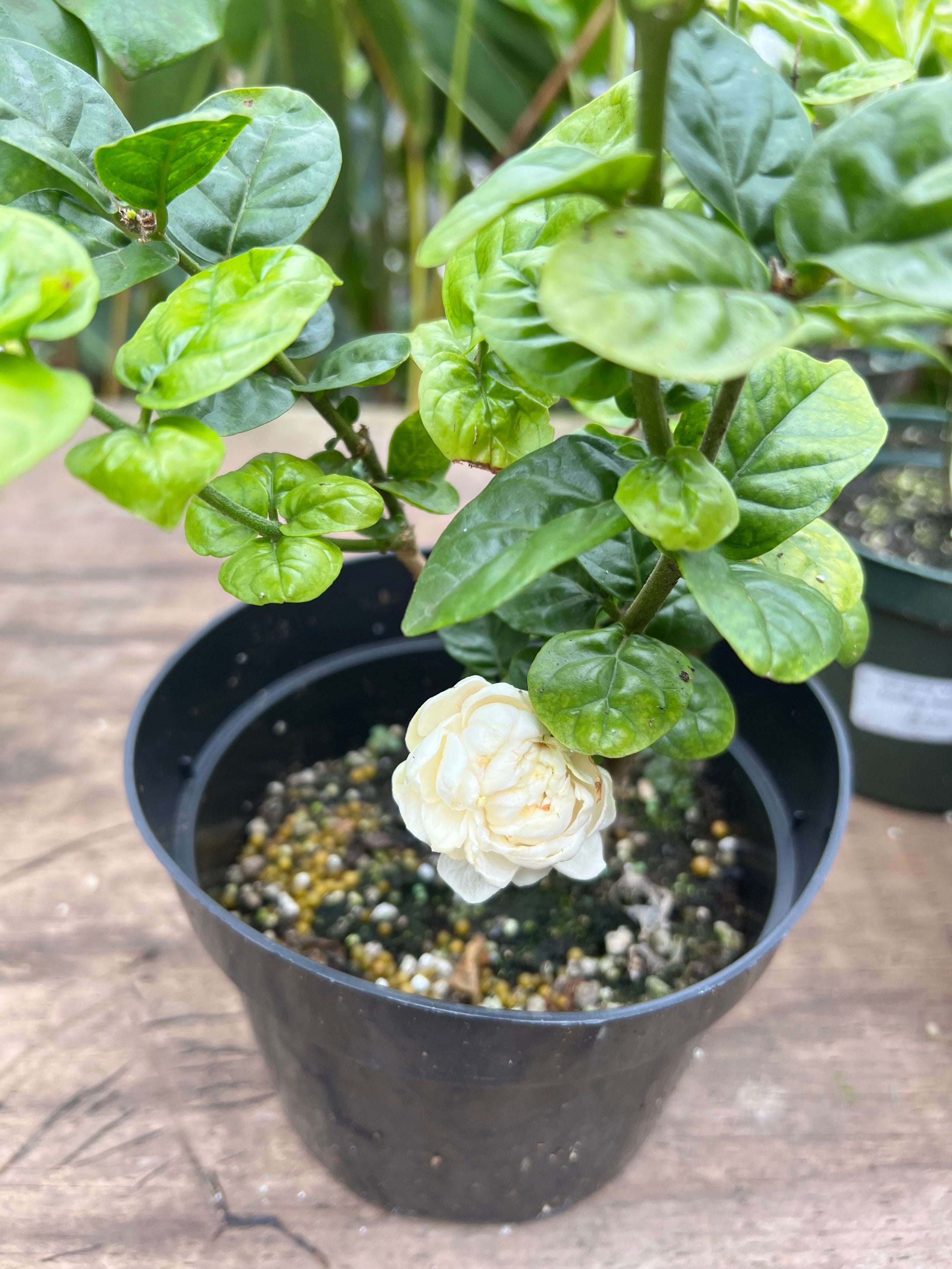 JASMINE PIKAKE DOUBLE PUPUPU | Kona Treehouse