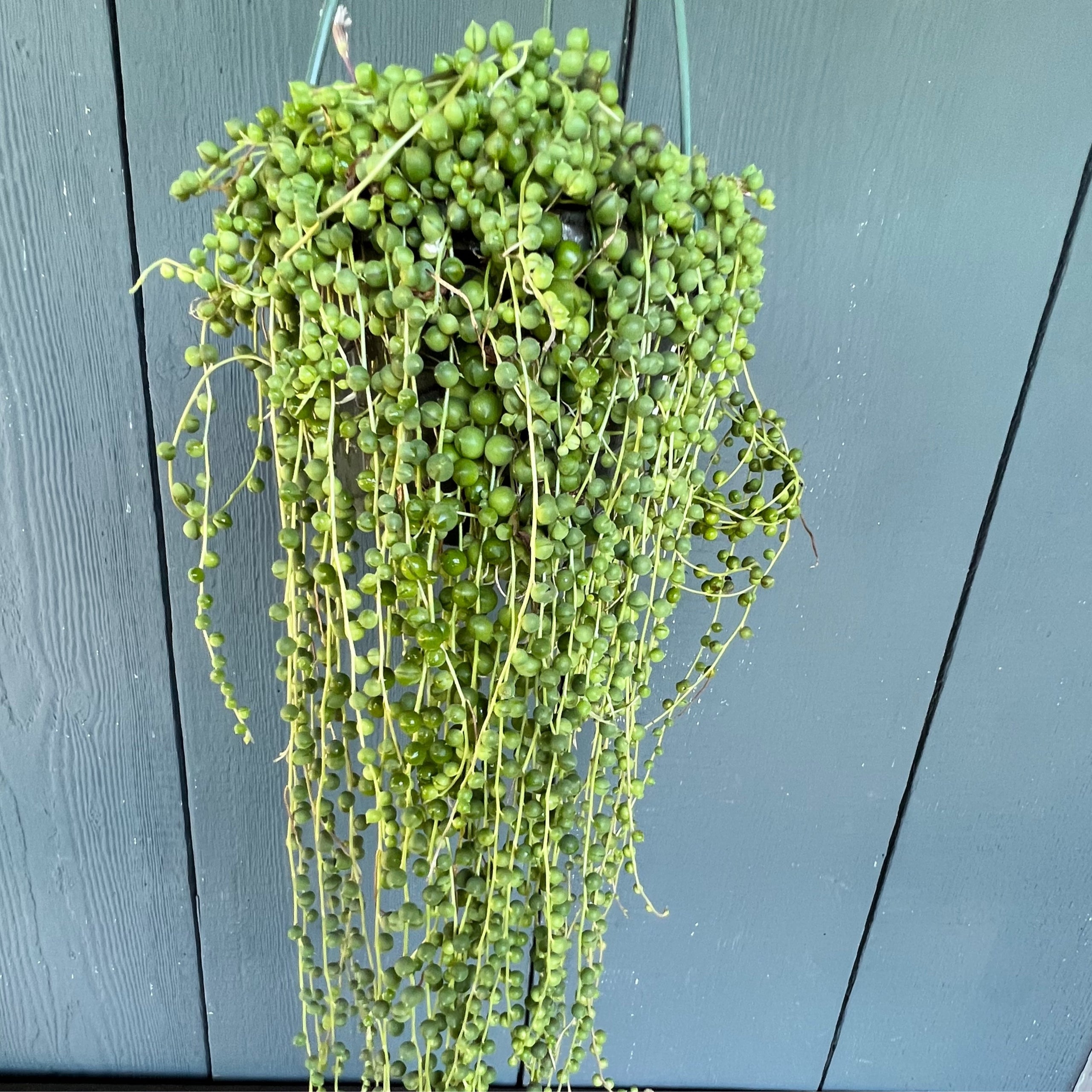 STRING OF PEARLS | Kona Treehouse