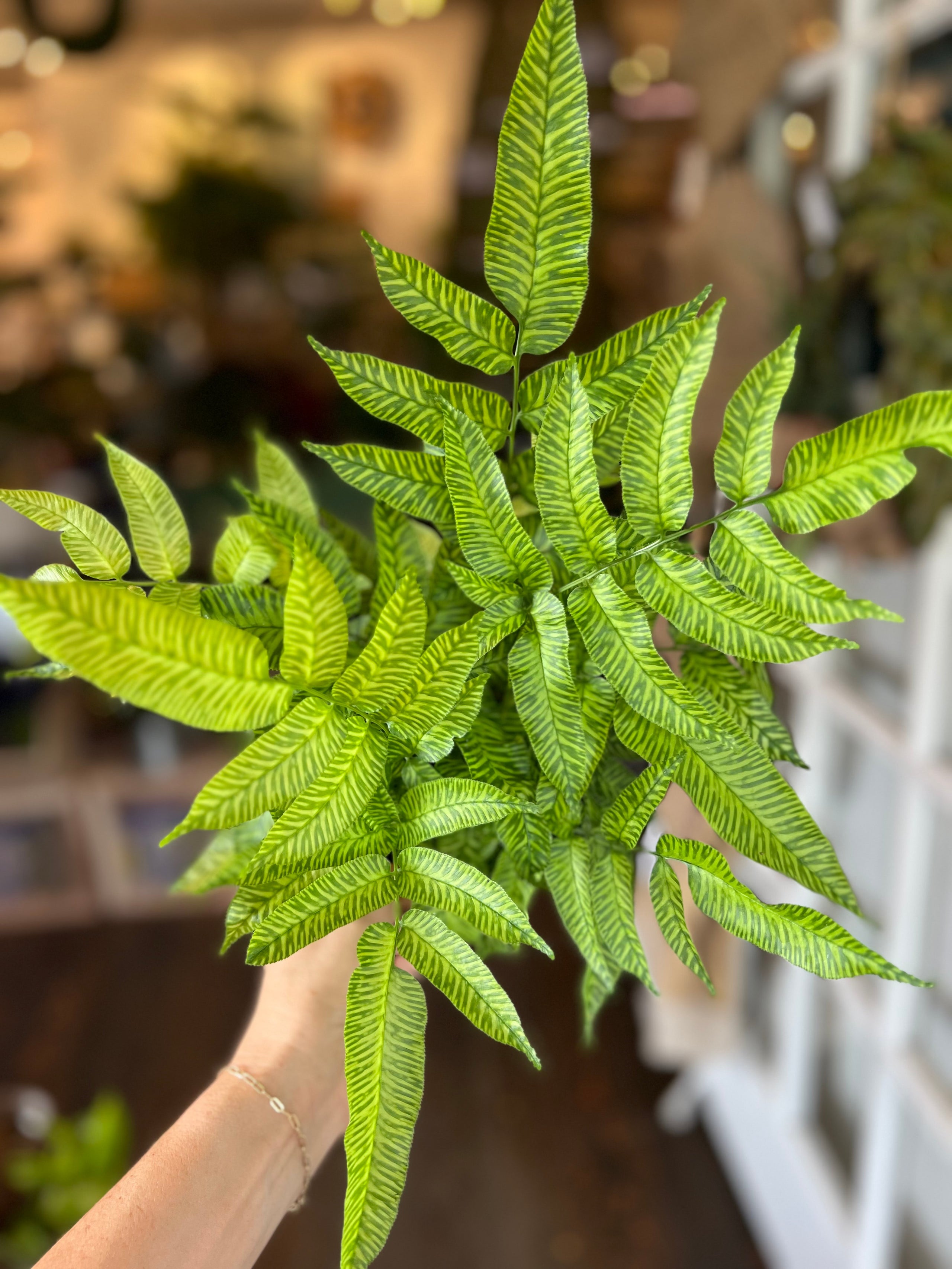 Fern Stripe Bamboo "Golden Zebra" | Kona Treehouse