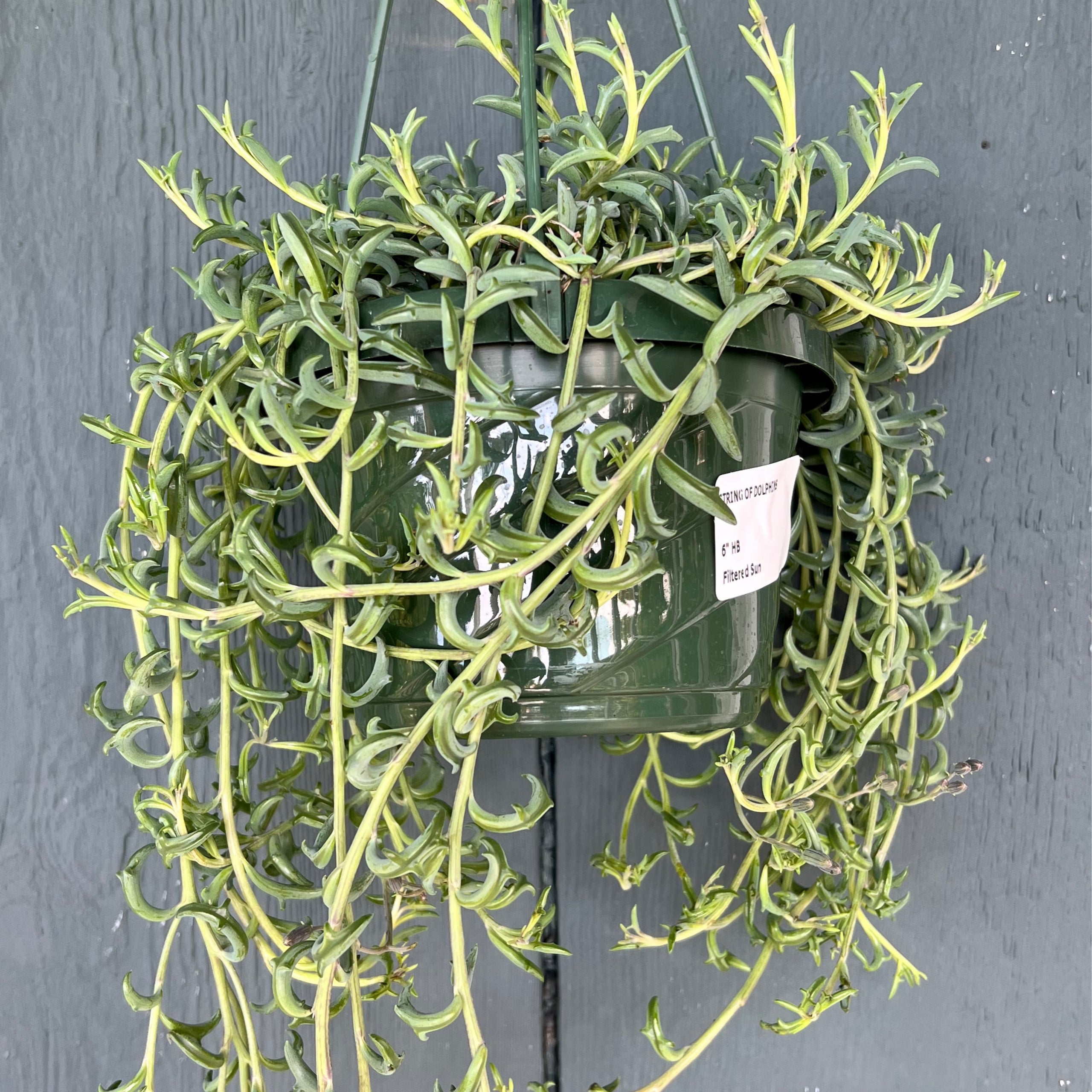 string of dolphins | Kona Treehouse
