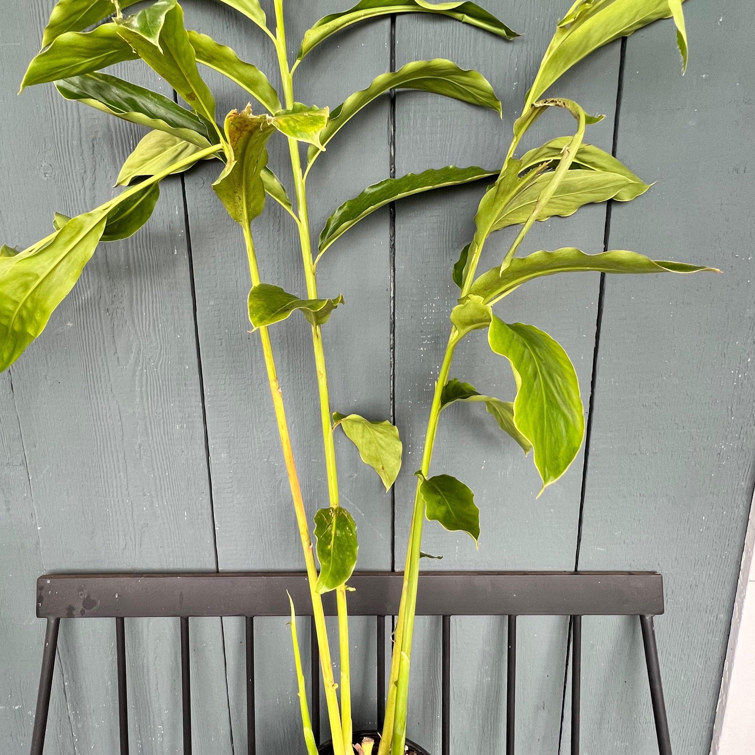 Pink Torch Ginger | Kona Treehouse